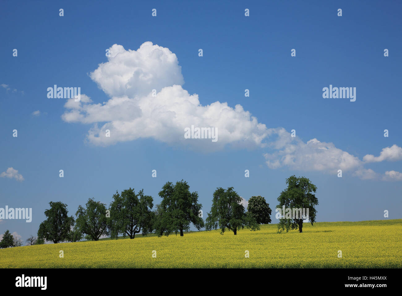 Tree series, rape field, scenery, trees, raps, field, agriculture ...