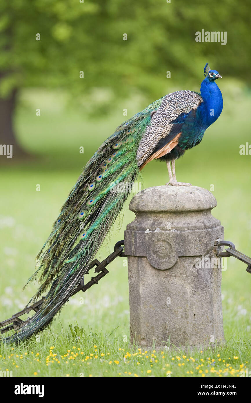 Peacock side view hi-res stock photography and images - Alamy