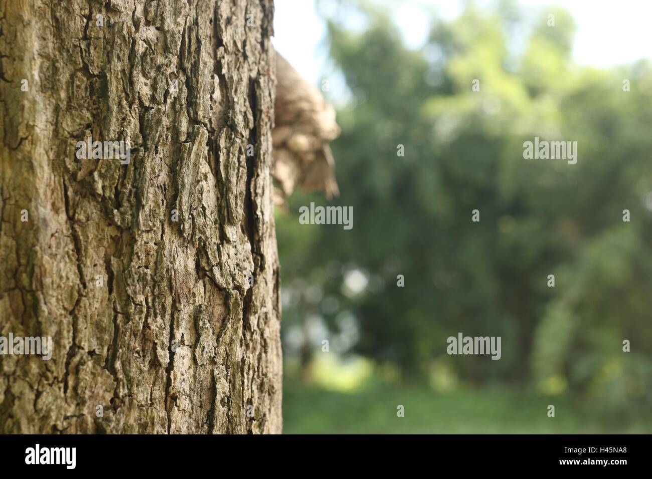 Teak tree trunk close-up and green background Stock Photo - Alamy