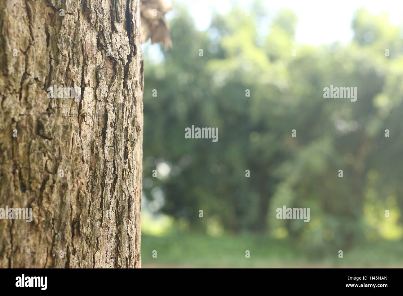Teak tree trunk close-up and green background Stock Photo - Alamy
