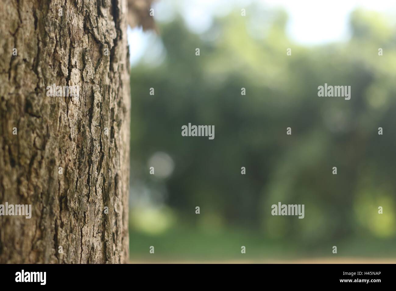 Teak tree trunk close-up and green background Stock Photo - Alamy