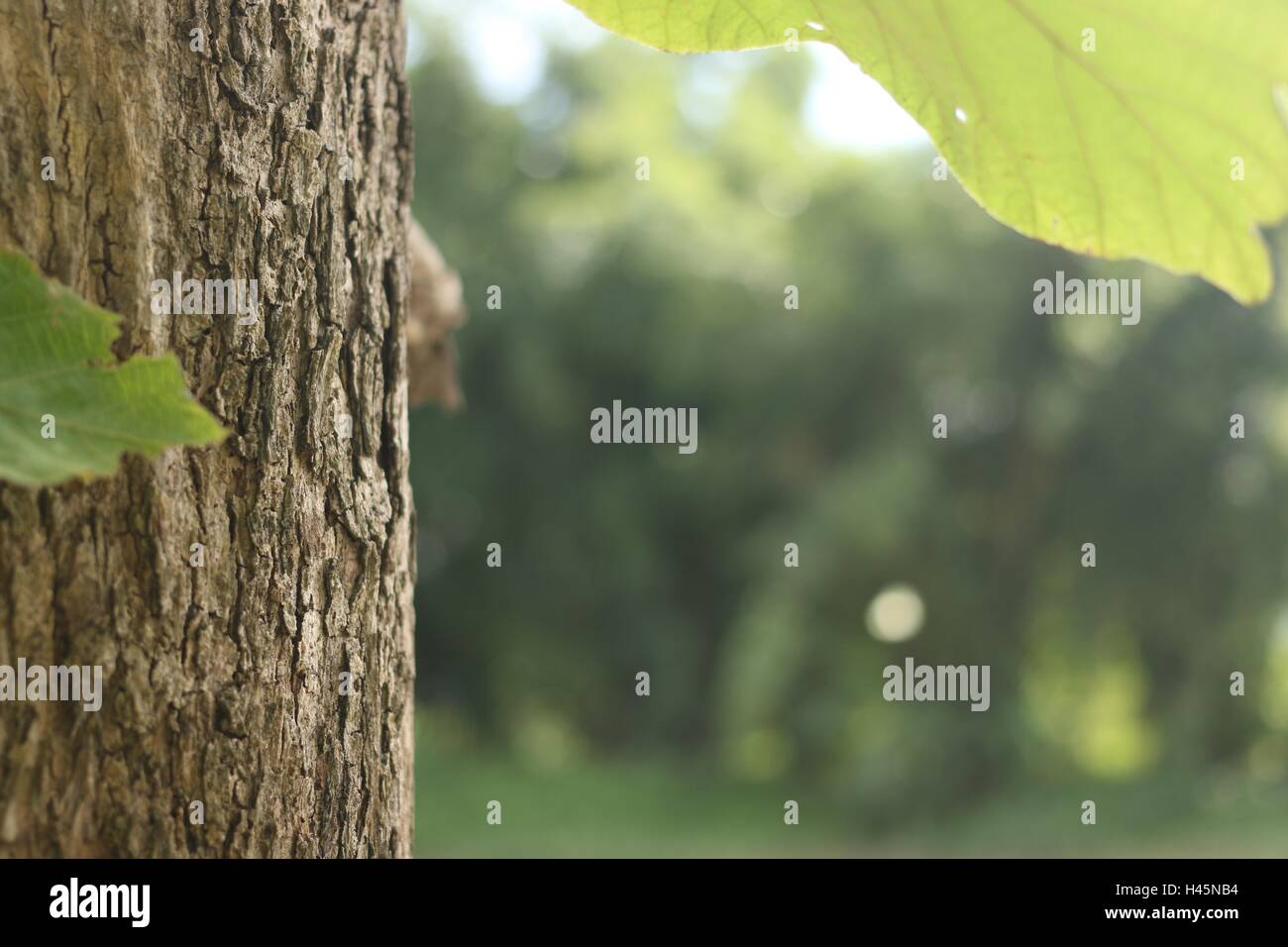 Teak tree trunk close-up and green background Stock Photo - Alamy