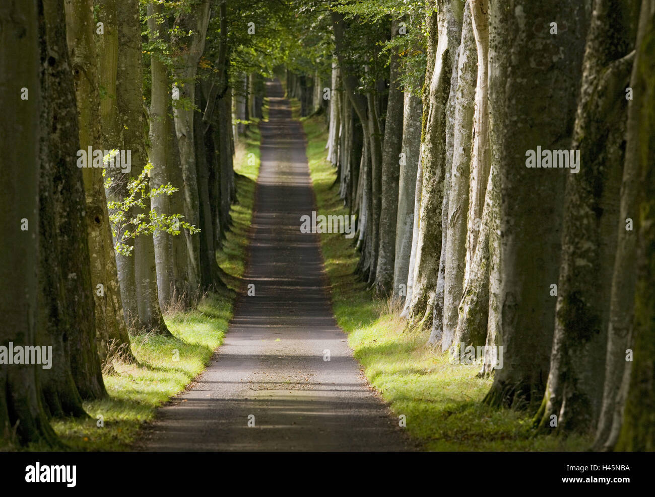 Street trees uk hi-res stock photography and images - Alamy