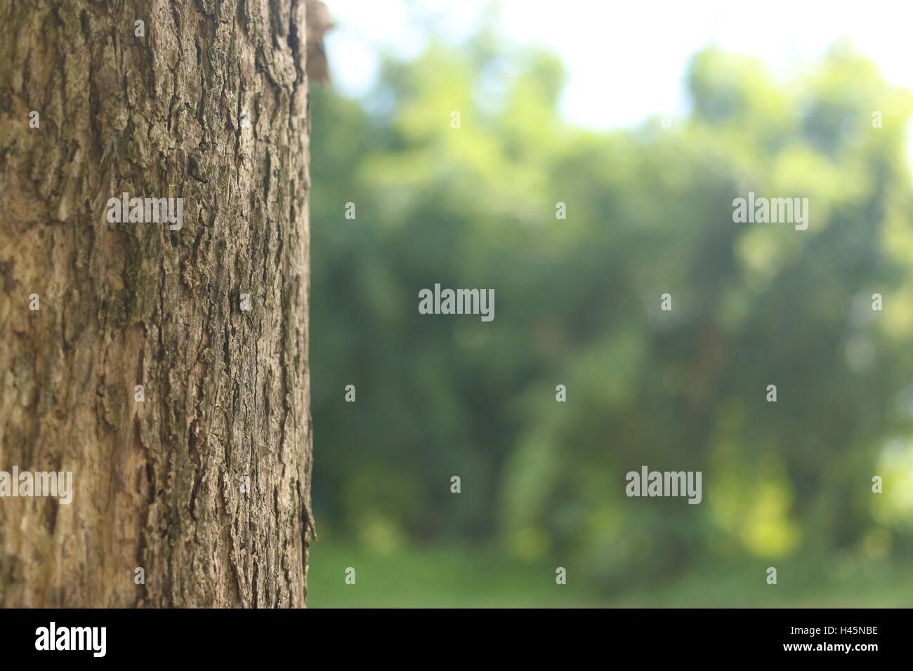 Teak tree trunk close-up and green background Stock Photo - Alamy