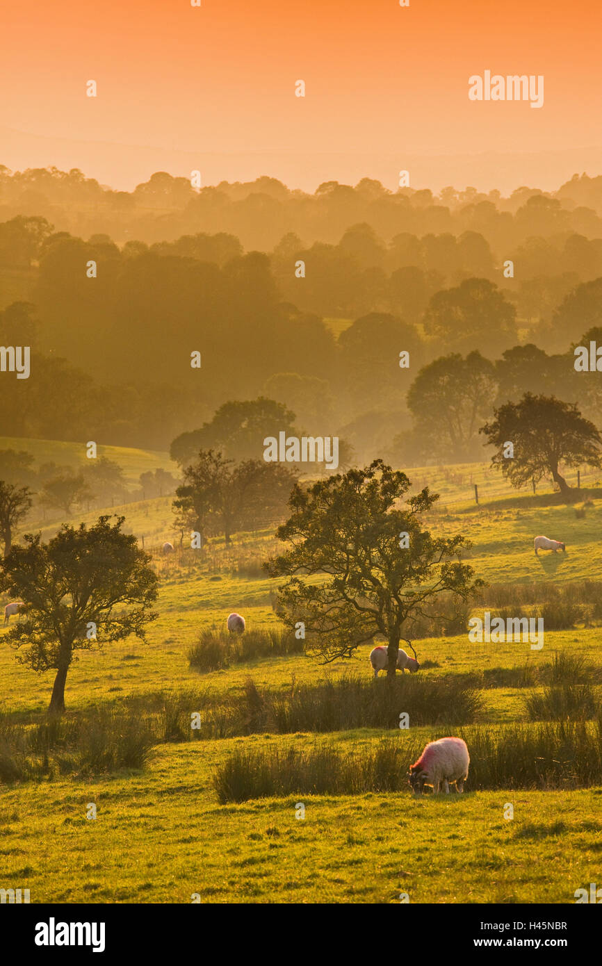 Great Britain, England, Lancashire, pasture, sheep, evening light Stock ...