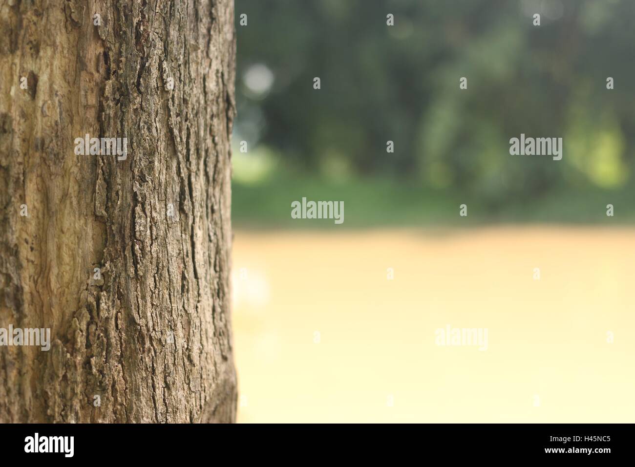 Teak tree trunk close-up and yellow water background Stock Photo - Alamy