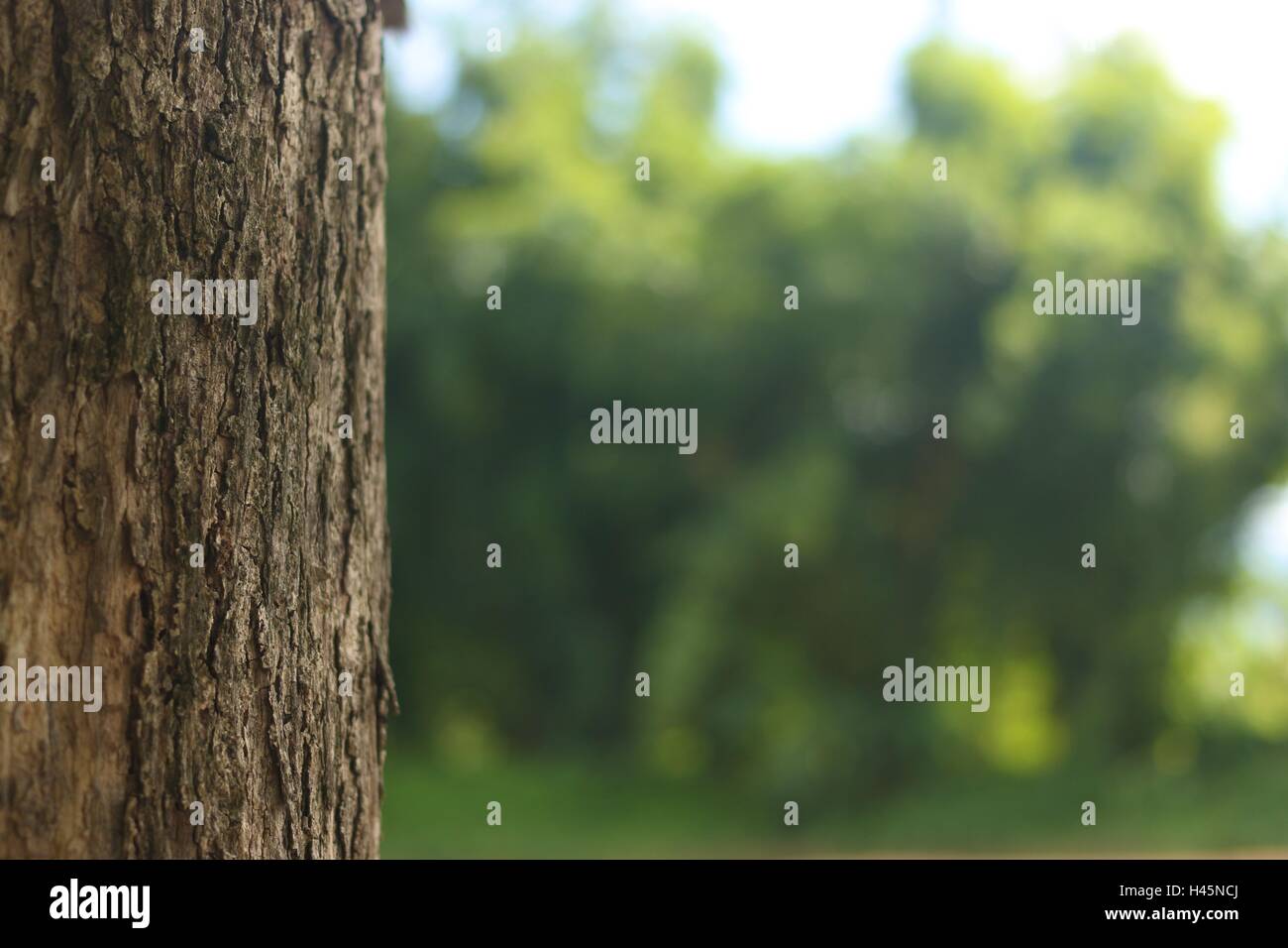 Teak tree trunk hi-res stock photography and images - Alamy