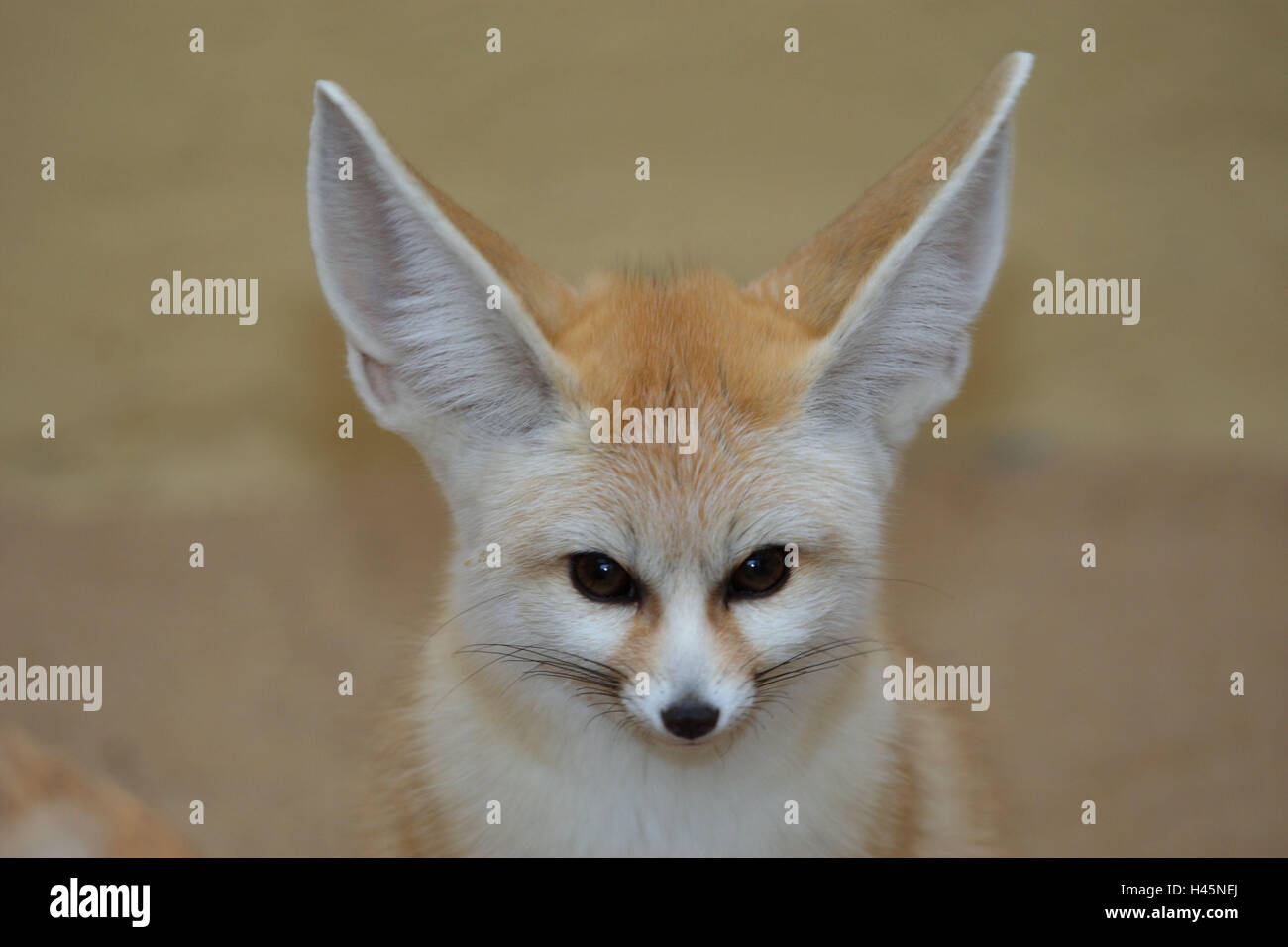 Wild fox, portrait, Fennek, mammal, landscape format, desert, animal ...