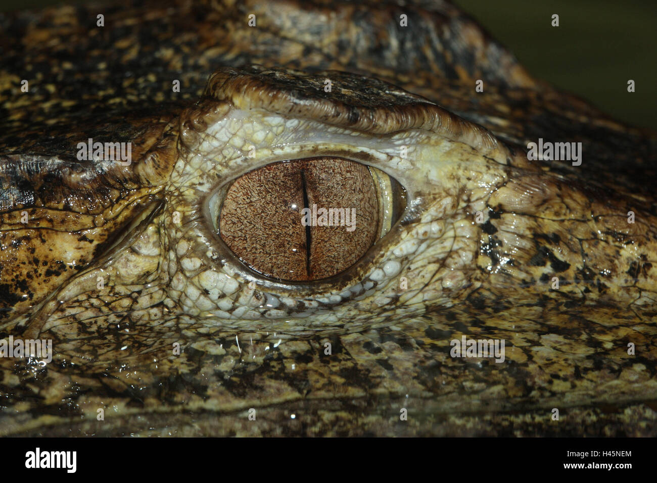 Brewing-smooth forehead cayman, side view, medium close-up, landscape ...