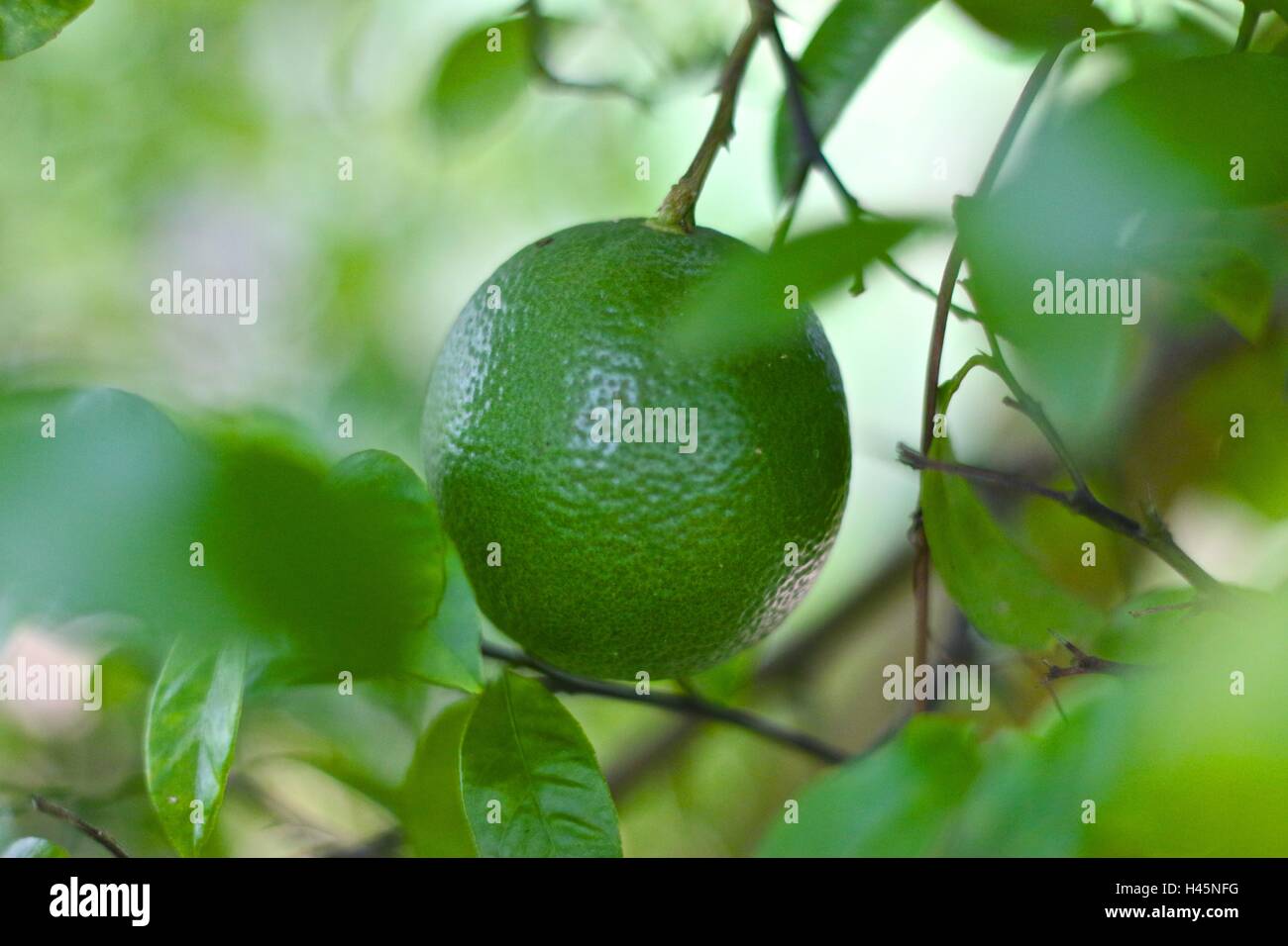 Lime harvest tree hi-res stock photography and images - Alamy