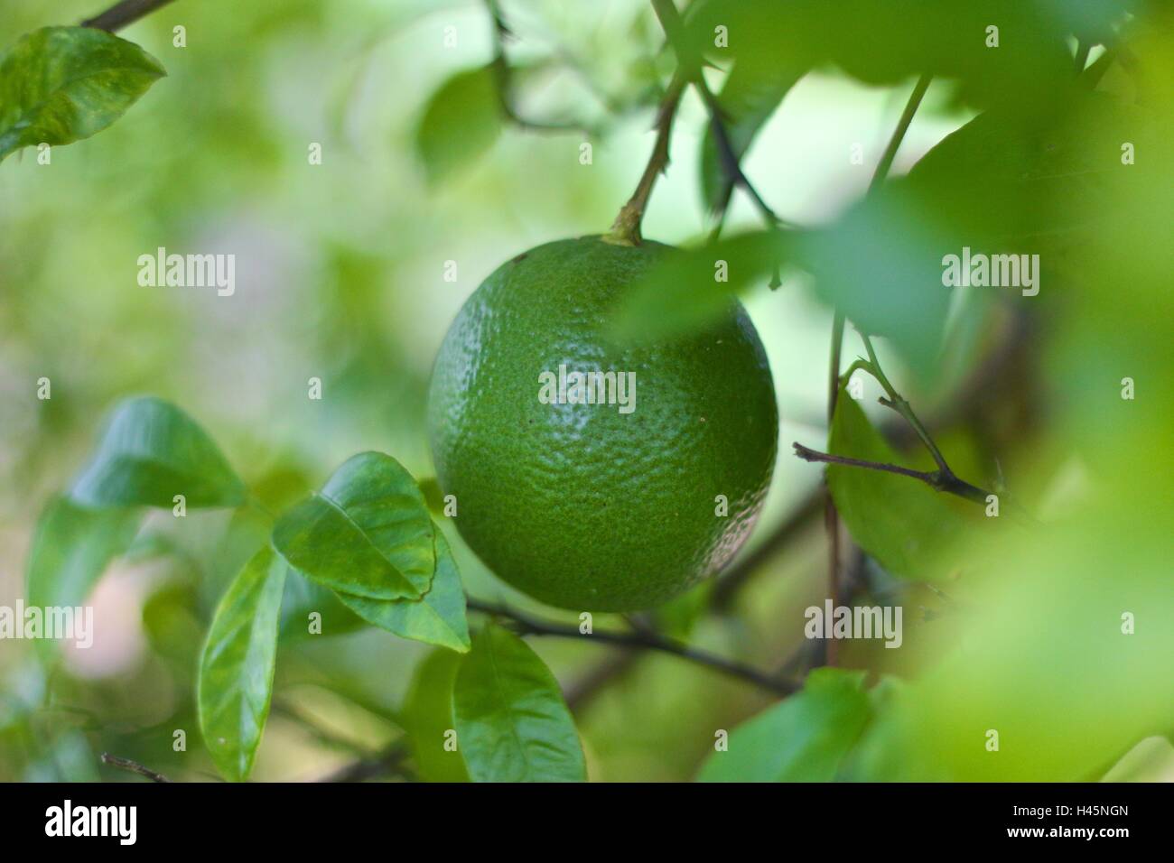 Lime harvest tree hi-res stock photography and images - Alamy