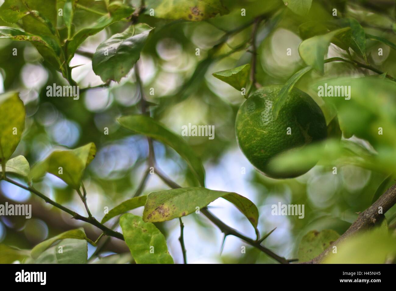 Lime harvest tree hi-res stock photography and images - Alamy