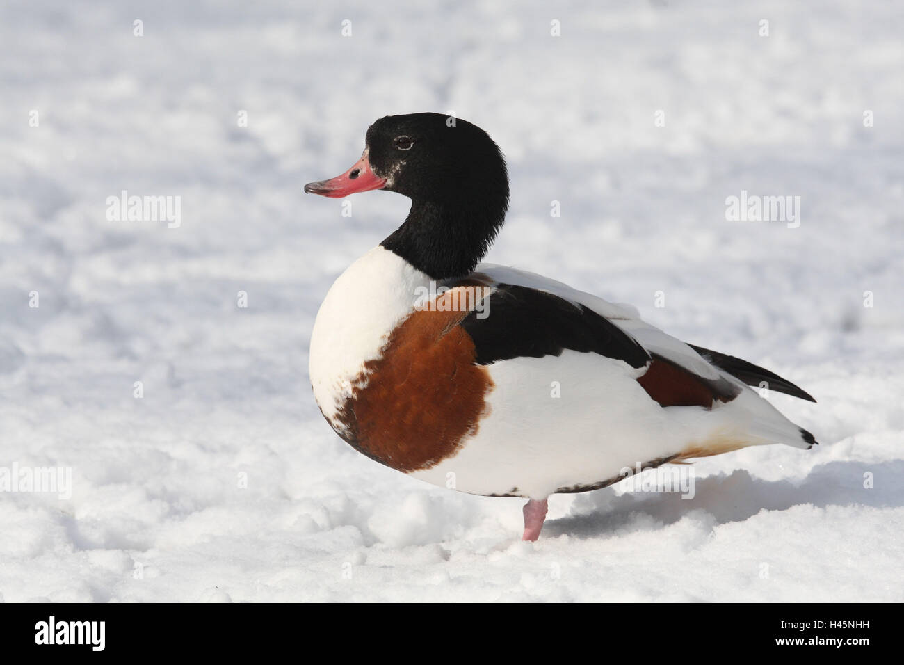 Fire goose, Tadorna tadorna, winter, snow Stock Photo - Alamy