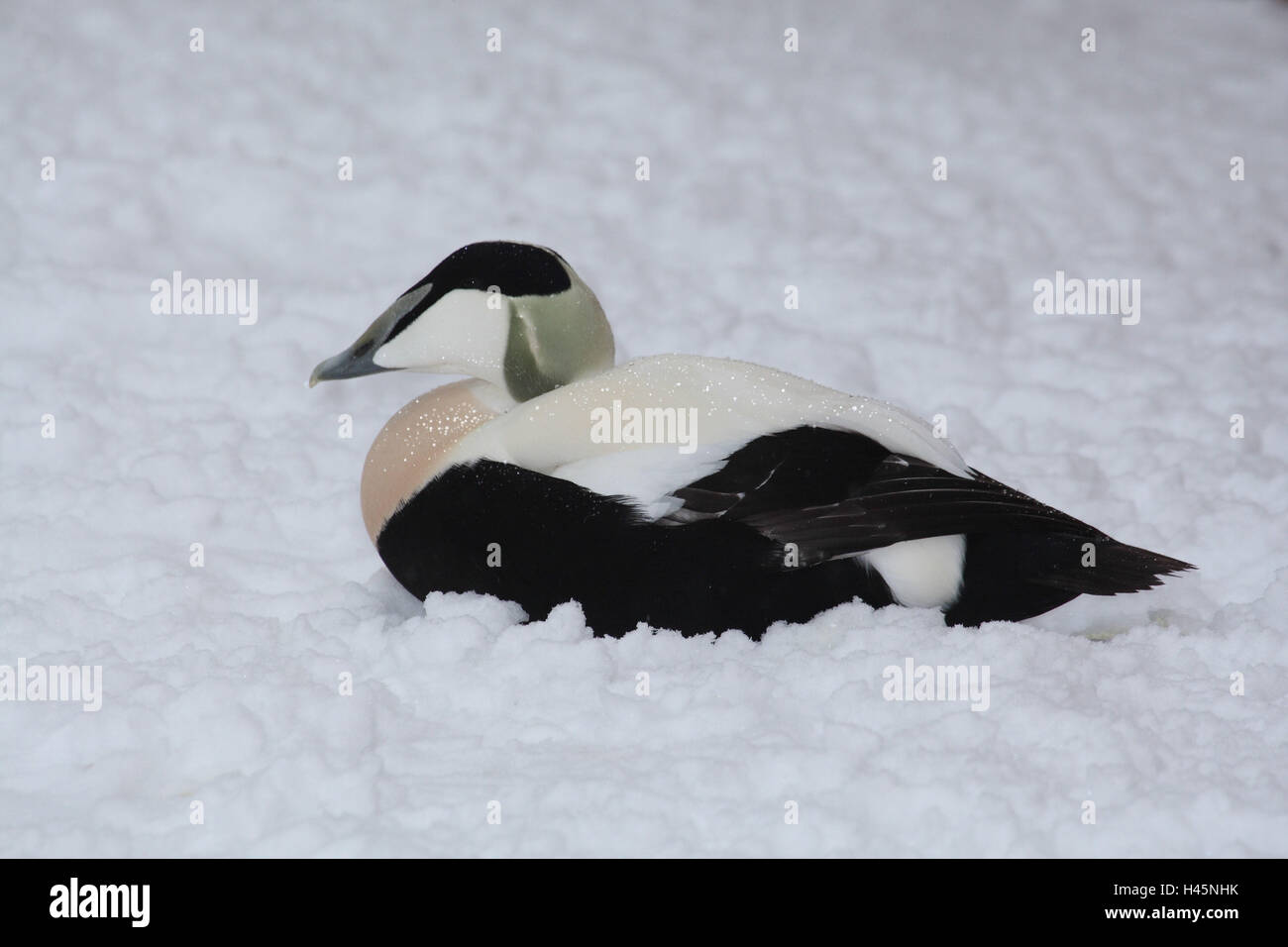 Eider, Somateria mollissima, winter, snow Stock Photo - Alamy