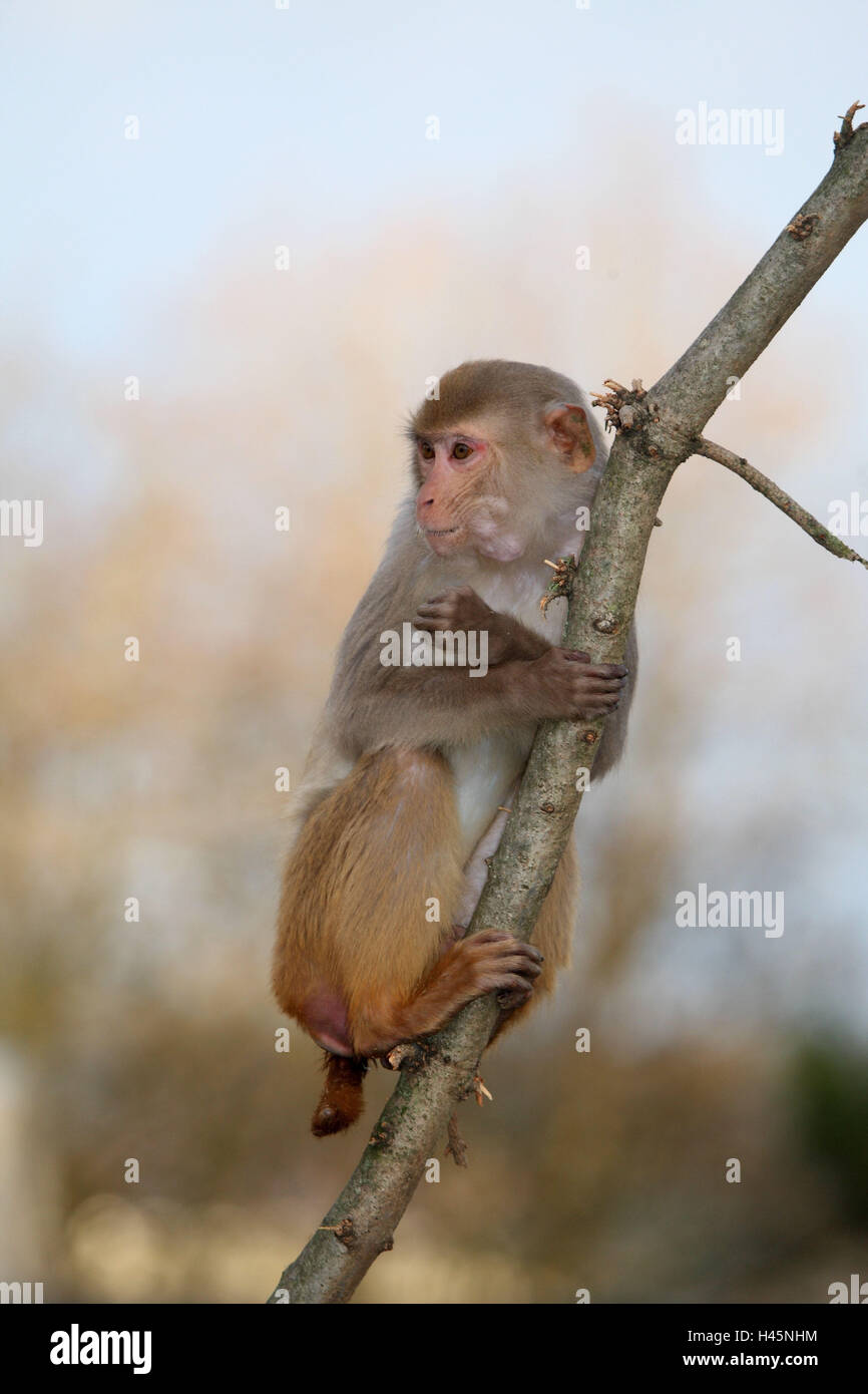 Rhesusaffe, Macaca mulatta, branch, sit Stock Photo - Alamy