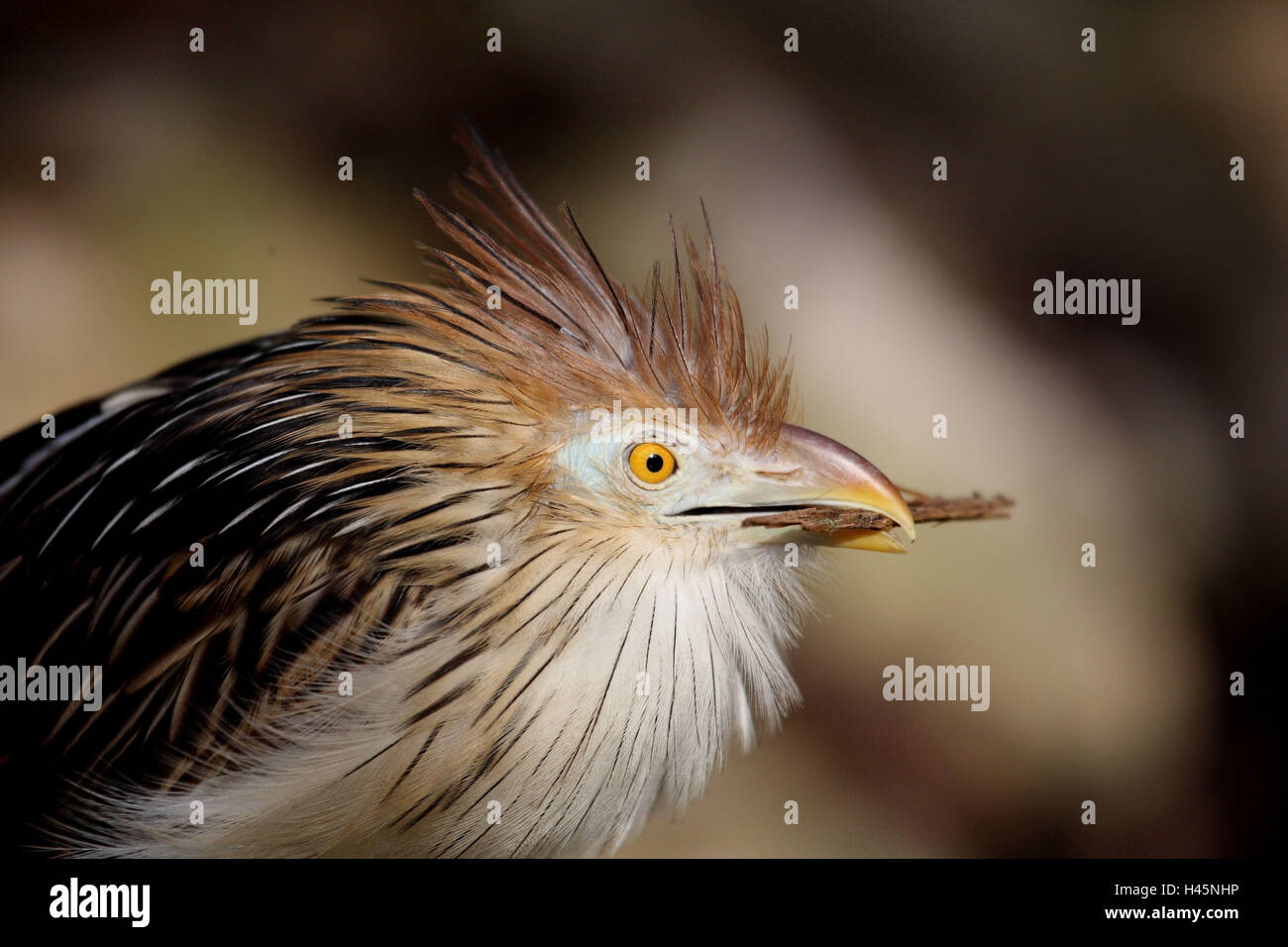 Guira guira hi-res stock photography and images - Alamy