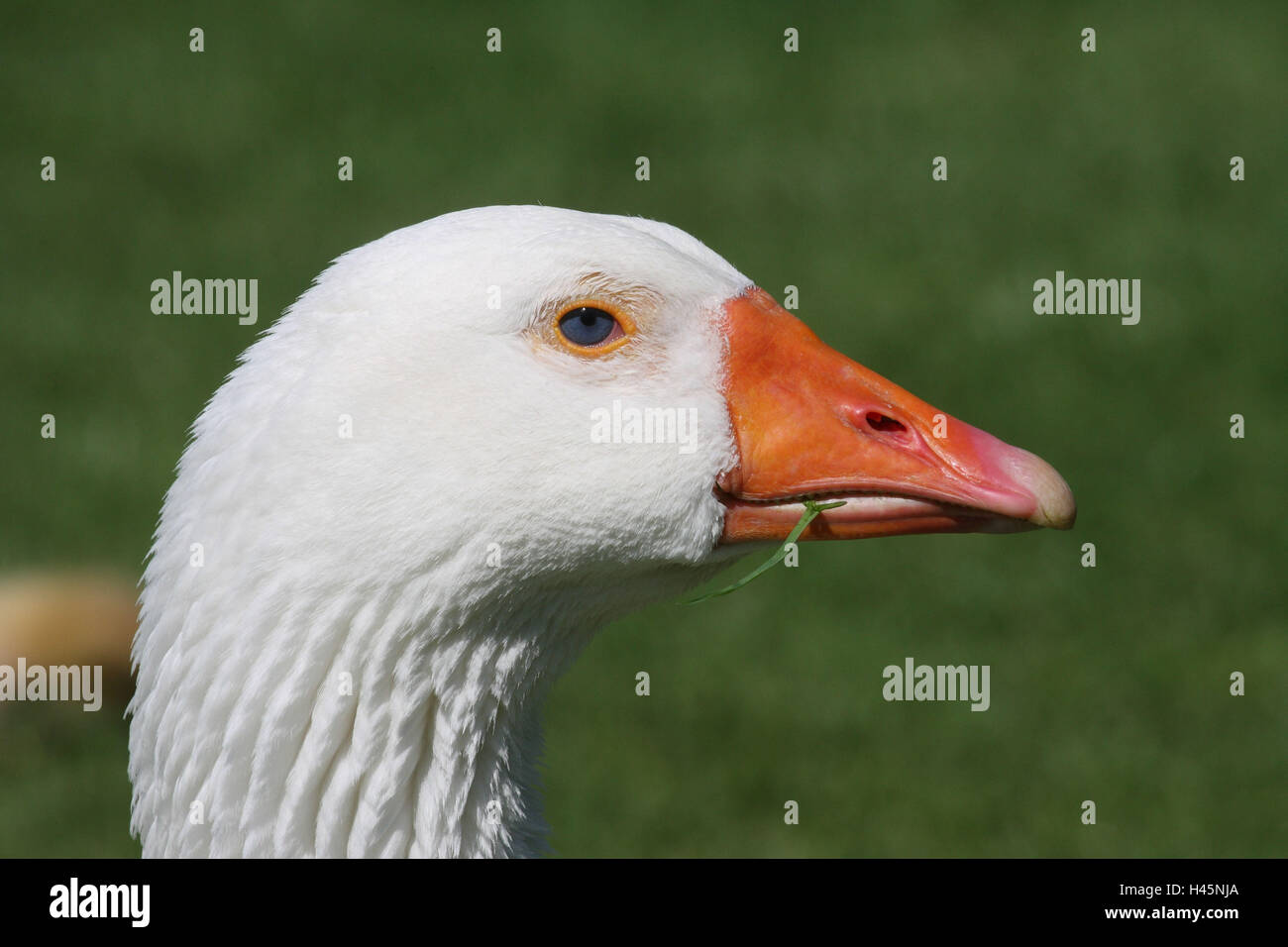 Goose portrait white goose portrait hi-res stock photography and images ...