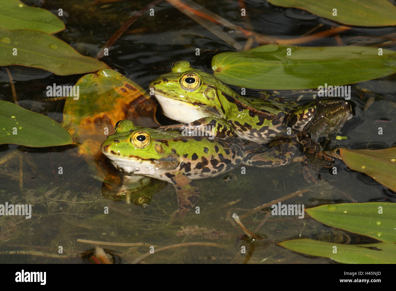 Frog mating season hi-res stock photography and images - Alamy