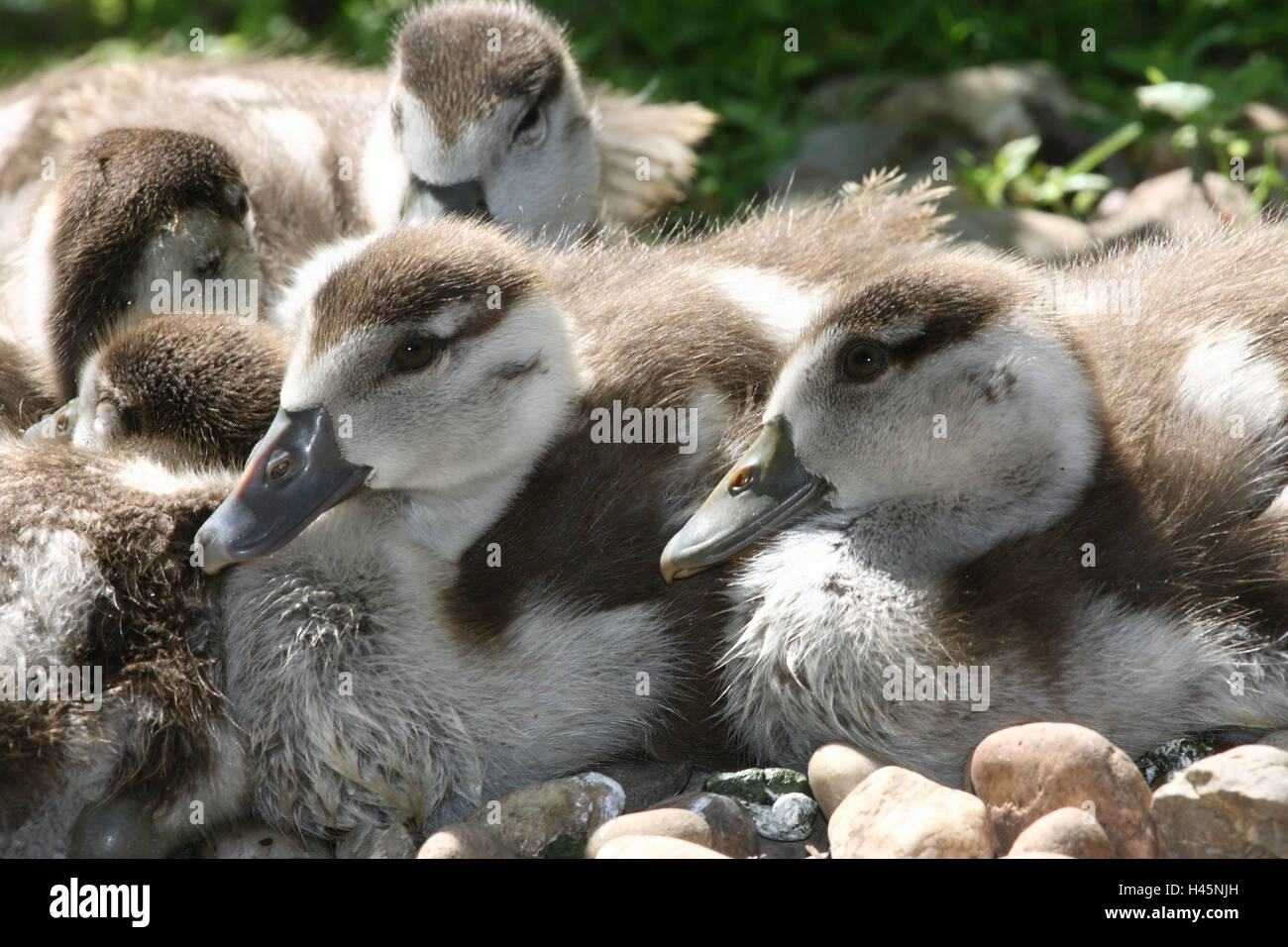 Nile goose, Alopochen aegyptiacus, young animals Stock Photo - Alamy