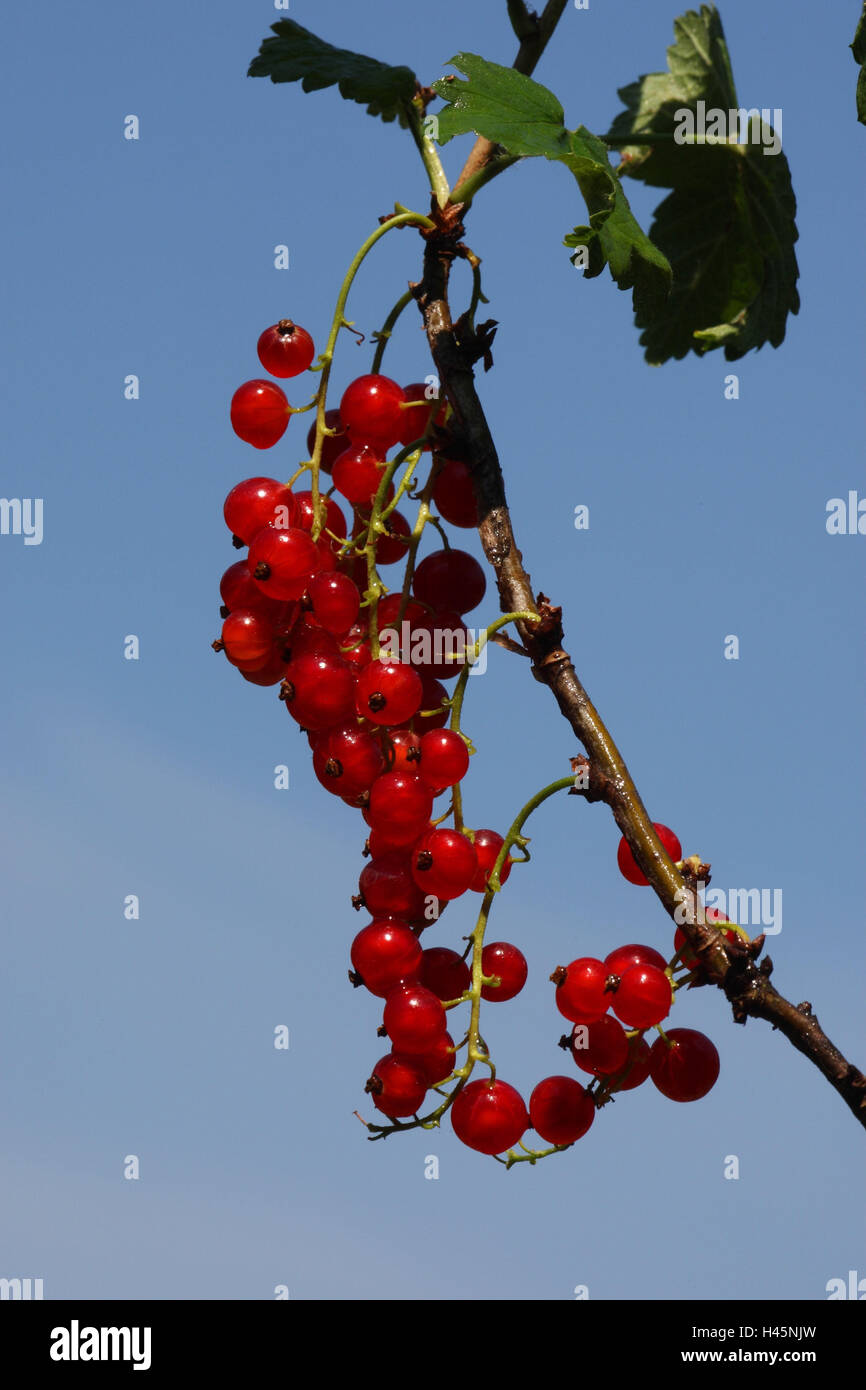 Red currant, Ribes rubrum in front of judgment Stock Photo - Alamy