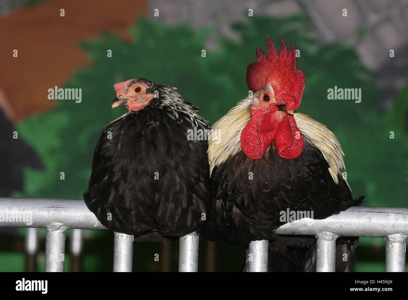 Bantam hen hi-res stock photography and images - Alamy