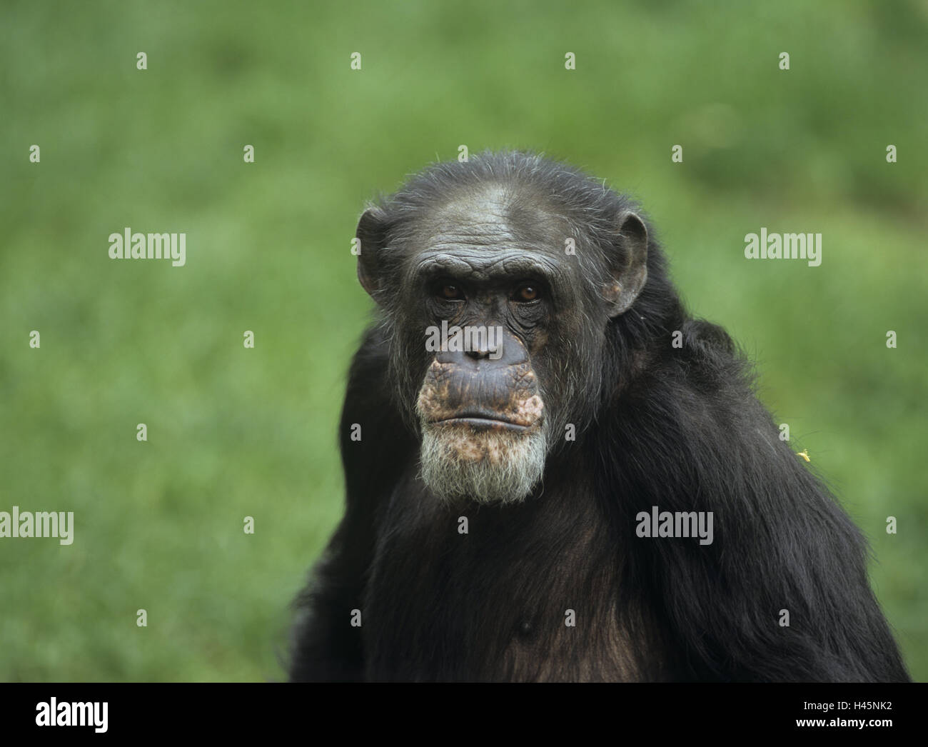 Chimpanzee, view camera, portrait, mammal, animal, wild animal, monkey ...