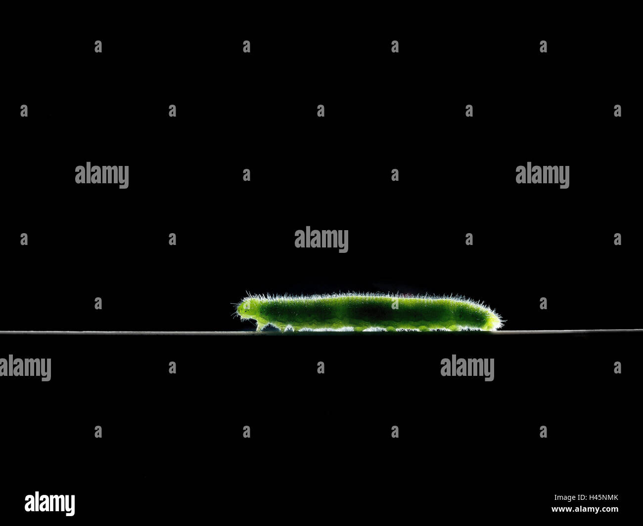 Caterpillar, green, thread, cut outs, greedy, green, insect ...