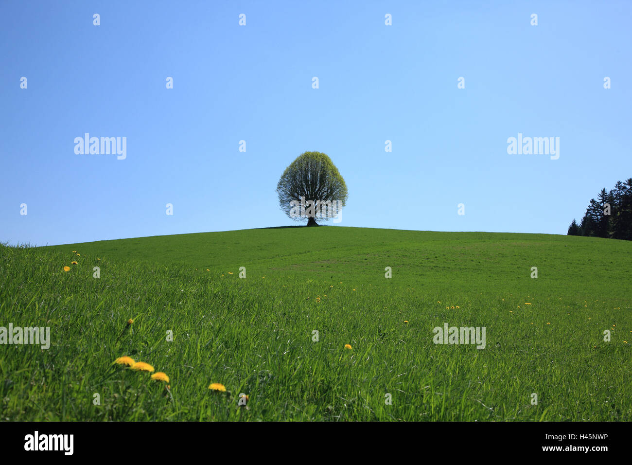 Switzerland, Emmental, field scenery, solitaire tree, meadow, field ...