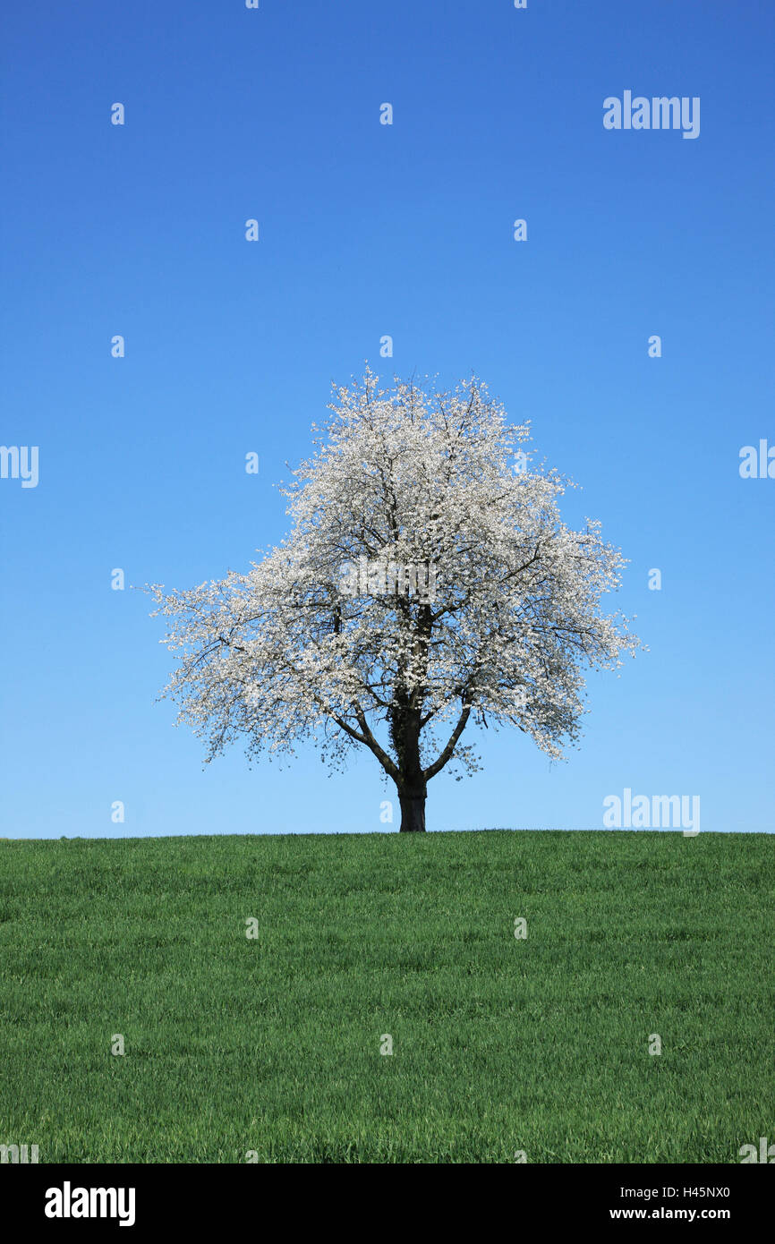 Field scenery, cherry tree, spring, field, meadow, tree, solitaire tree ...