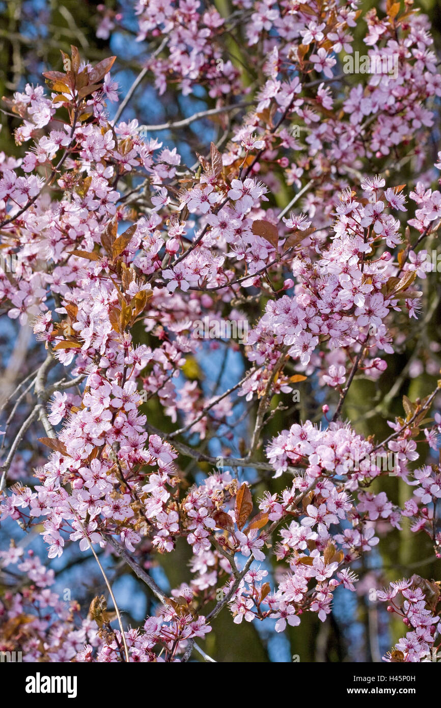 Apple-tree, Malus spec., twigs, blossoms, pink ones Stock Photo - Alamy