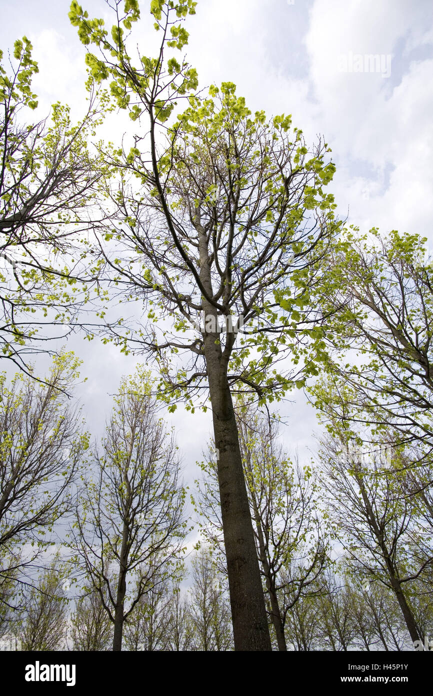 Broad-leaved trees, spring Stock Photo - Alamy