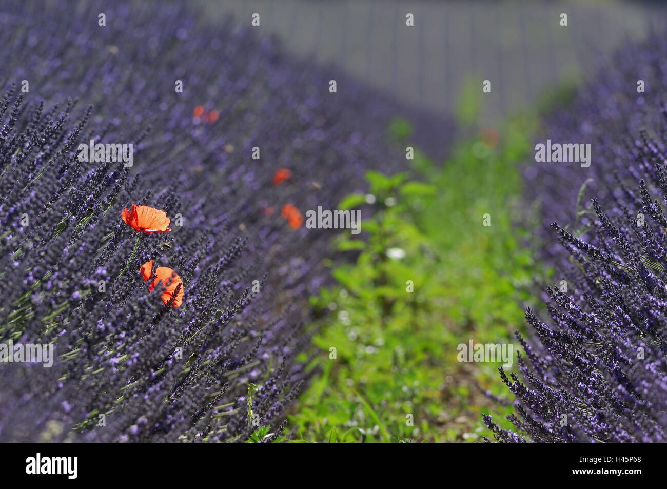 Purple poppy blossoms in field hi-res stock photography and images - Alamy
