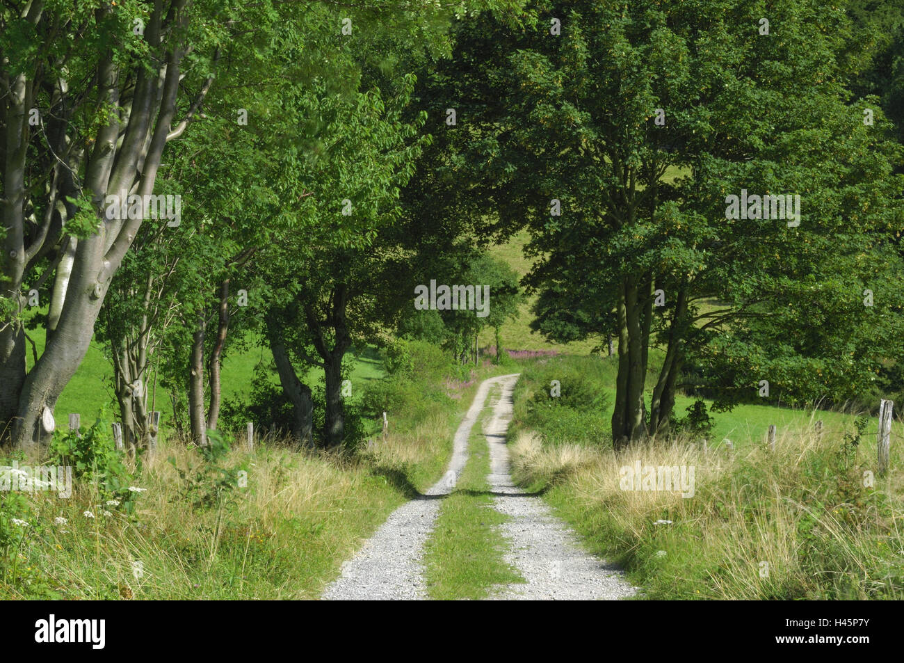 Country lane, trees, summers Stock Photo - Alamy