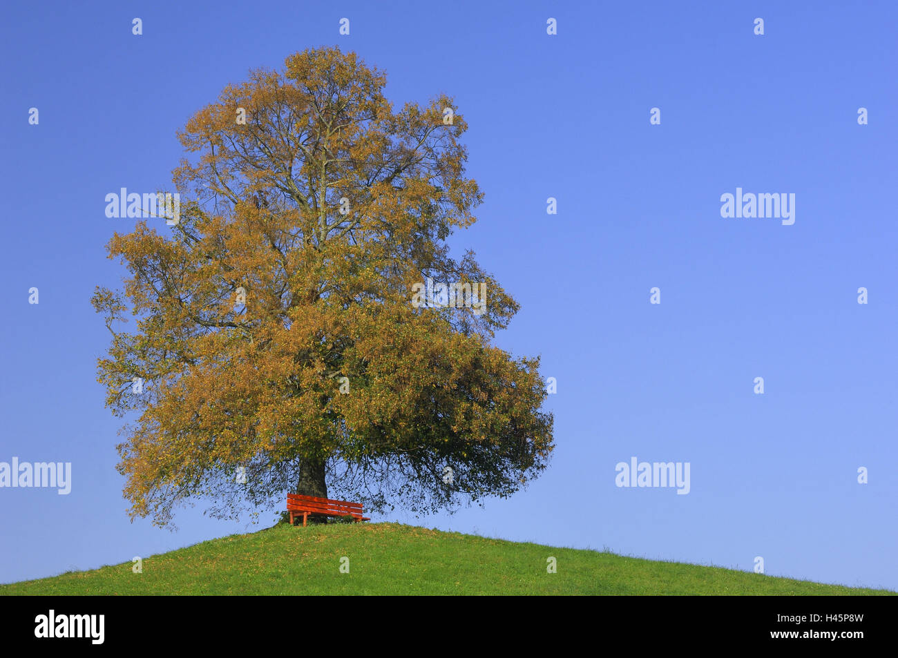 Solitary large tree hi-res stock photography and images - Alamy