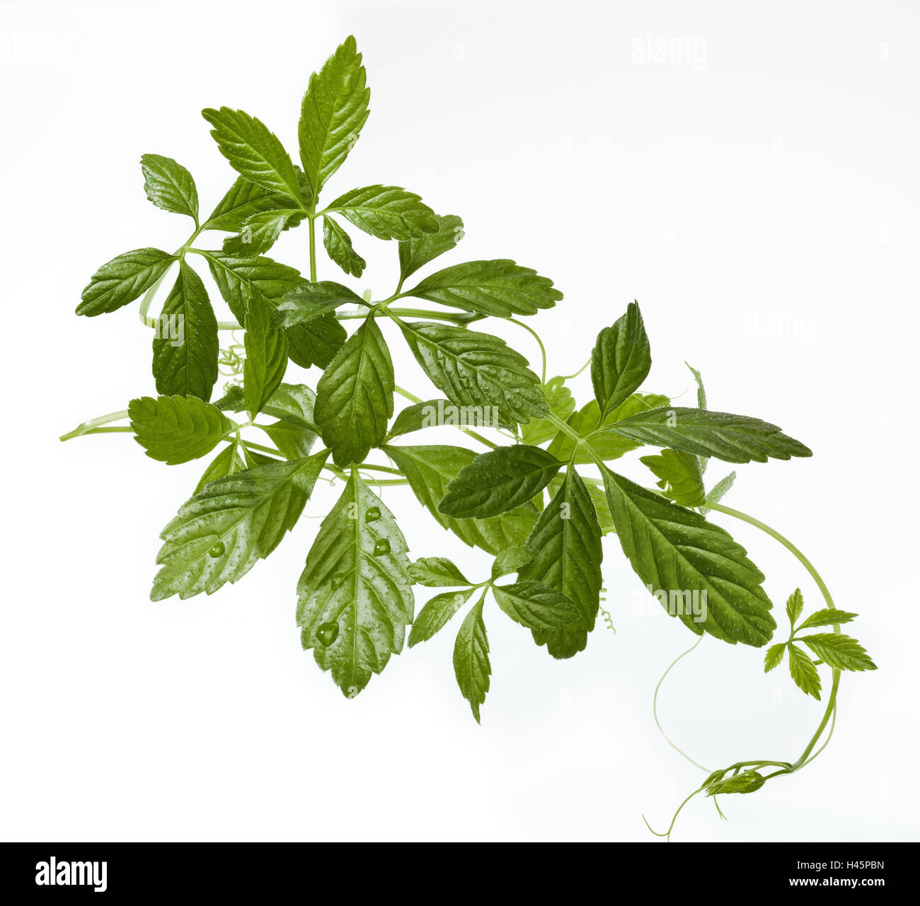 Tea leaf, Jiaogulan, Gynostemma penthaphyllum Stock Photo - Alamy