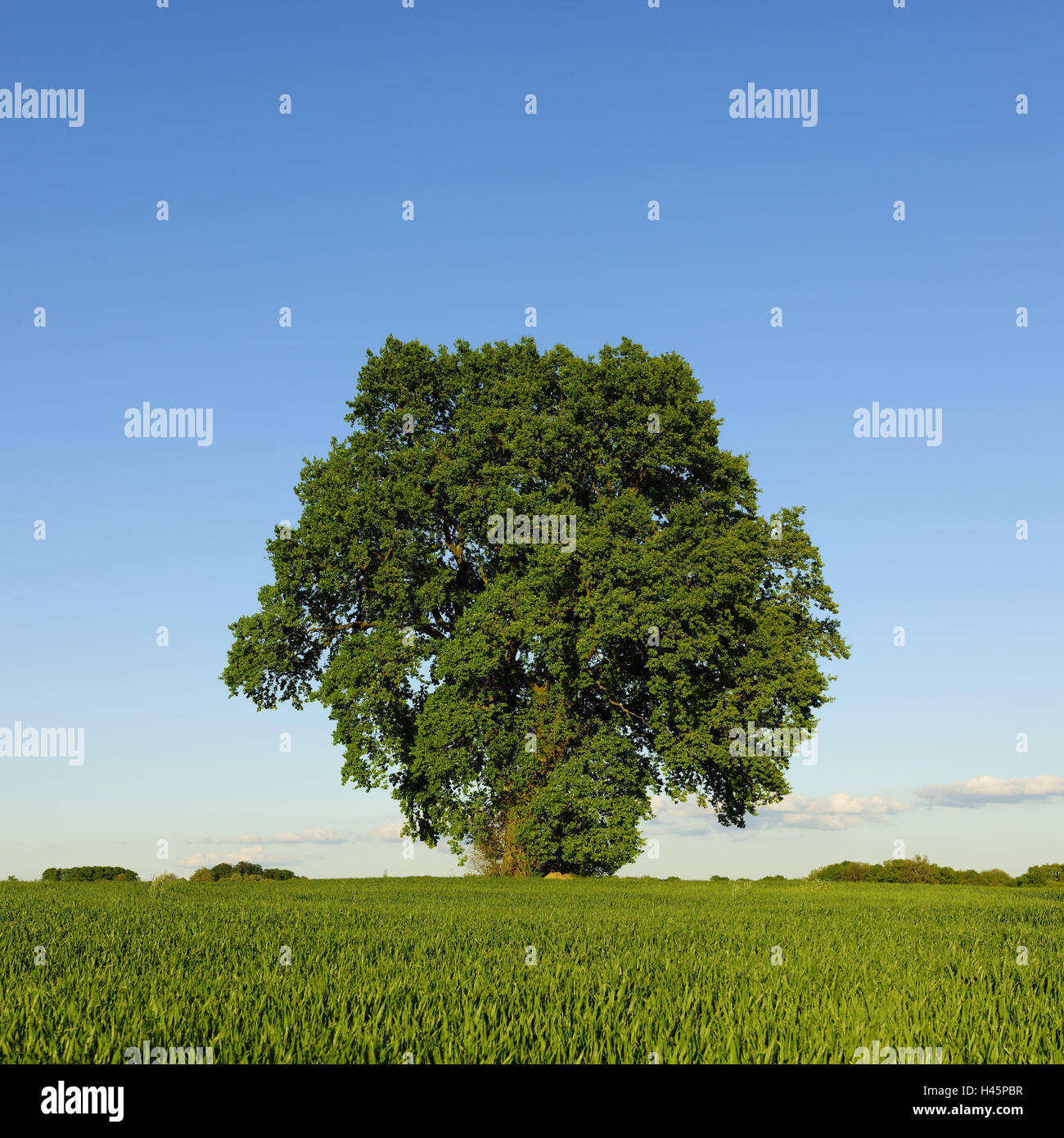 Solitaire tree hi-res stock photography and images - Alamy
