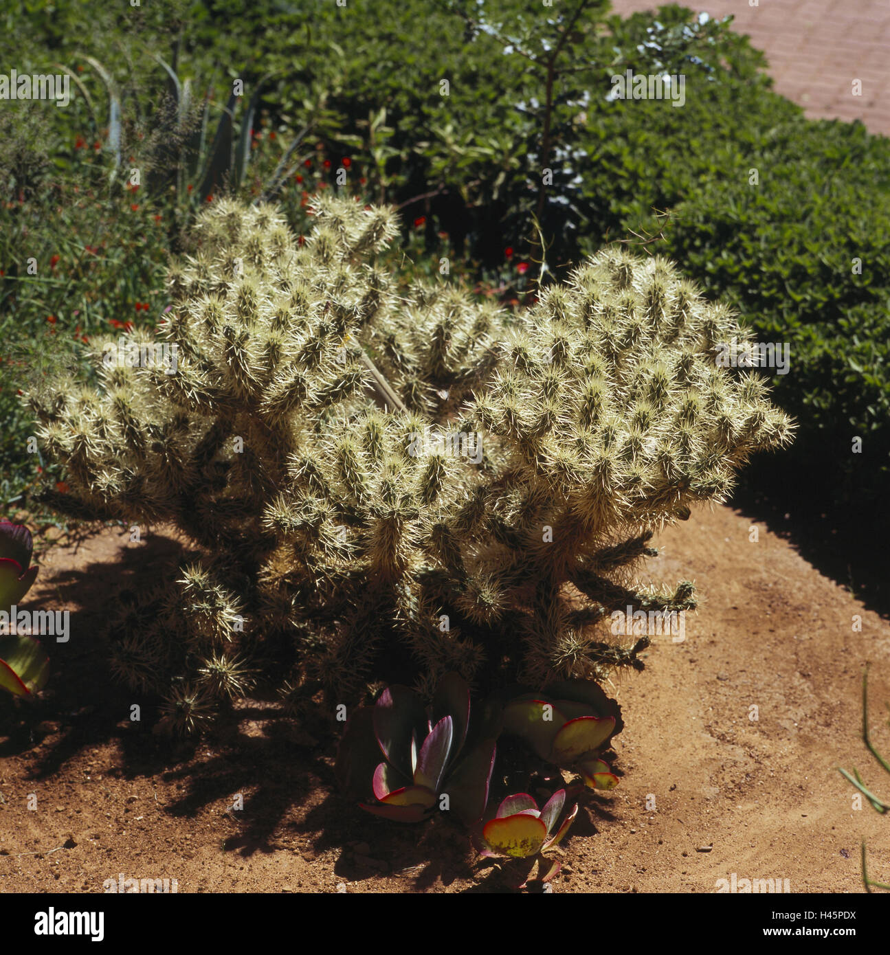 Namibia, Damaraland, Namibian, poison spurge, Euphorbia virosa, South ...