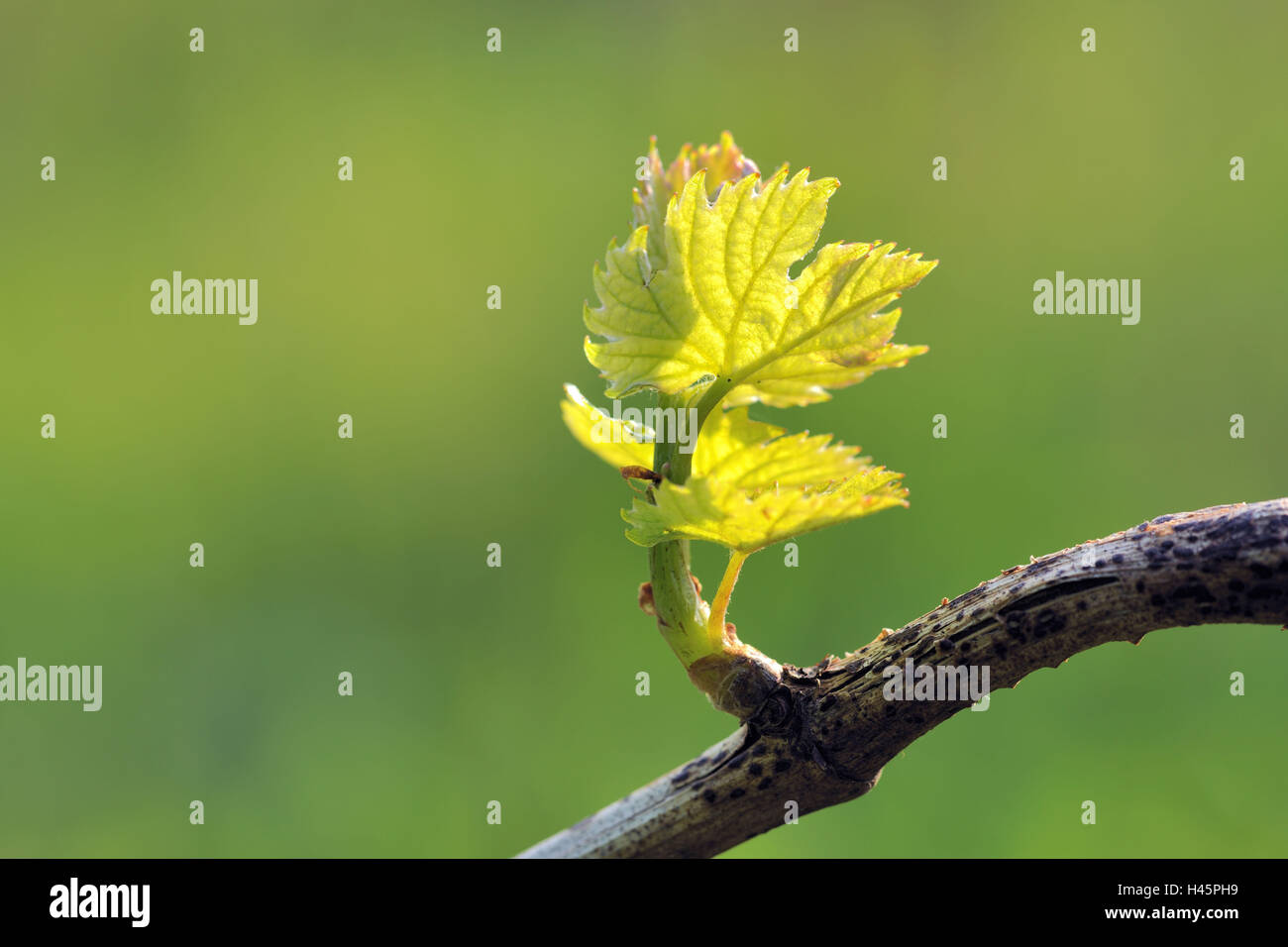 Vine, medium close-up Stock Photo - Alamy