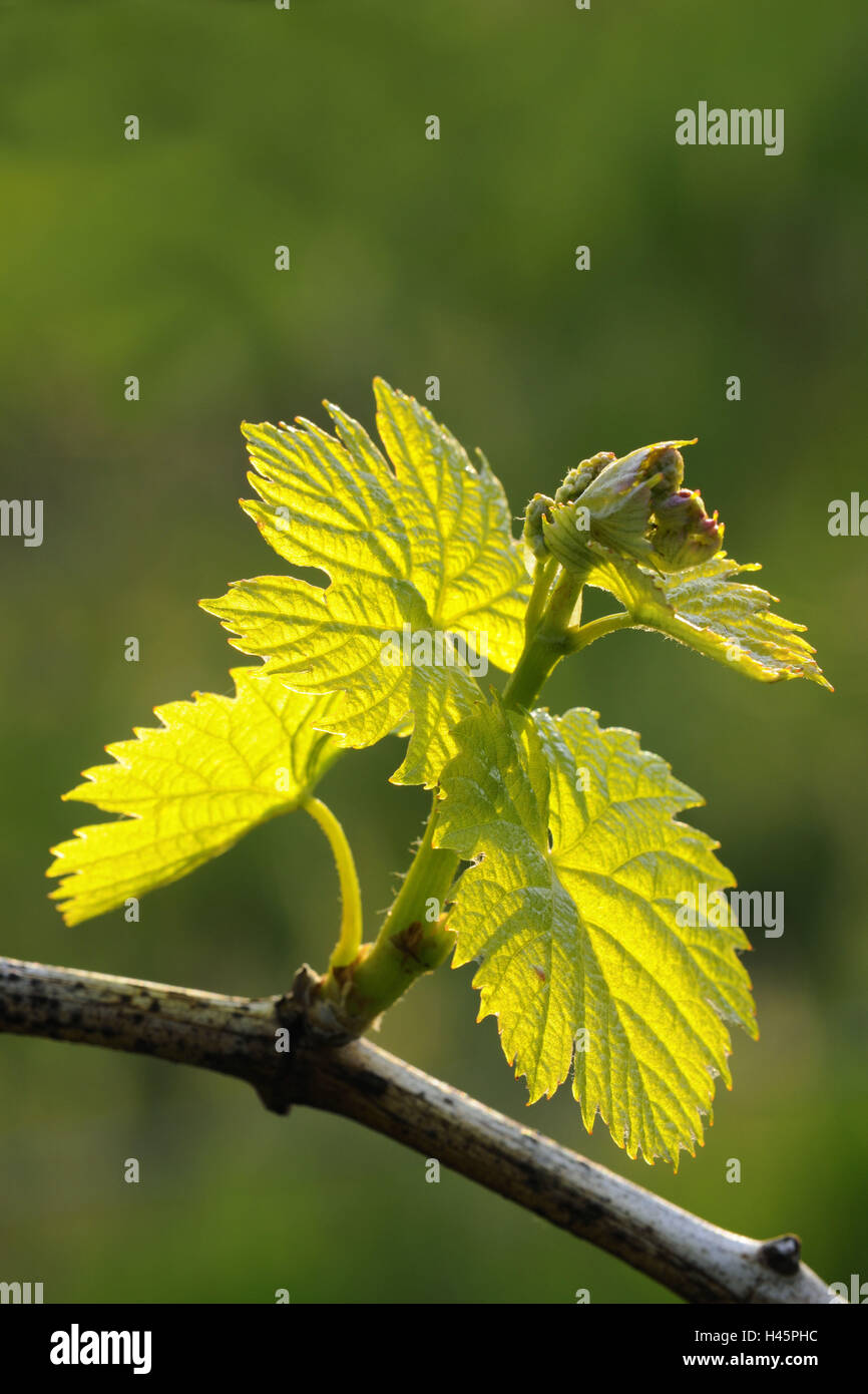 Vine, medium close-up Stock Photo - Alamy