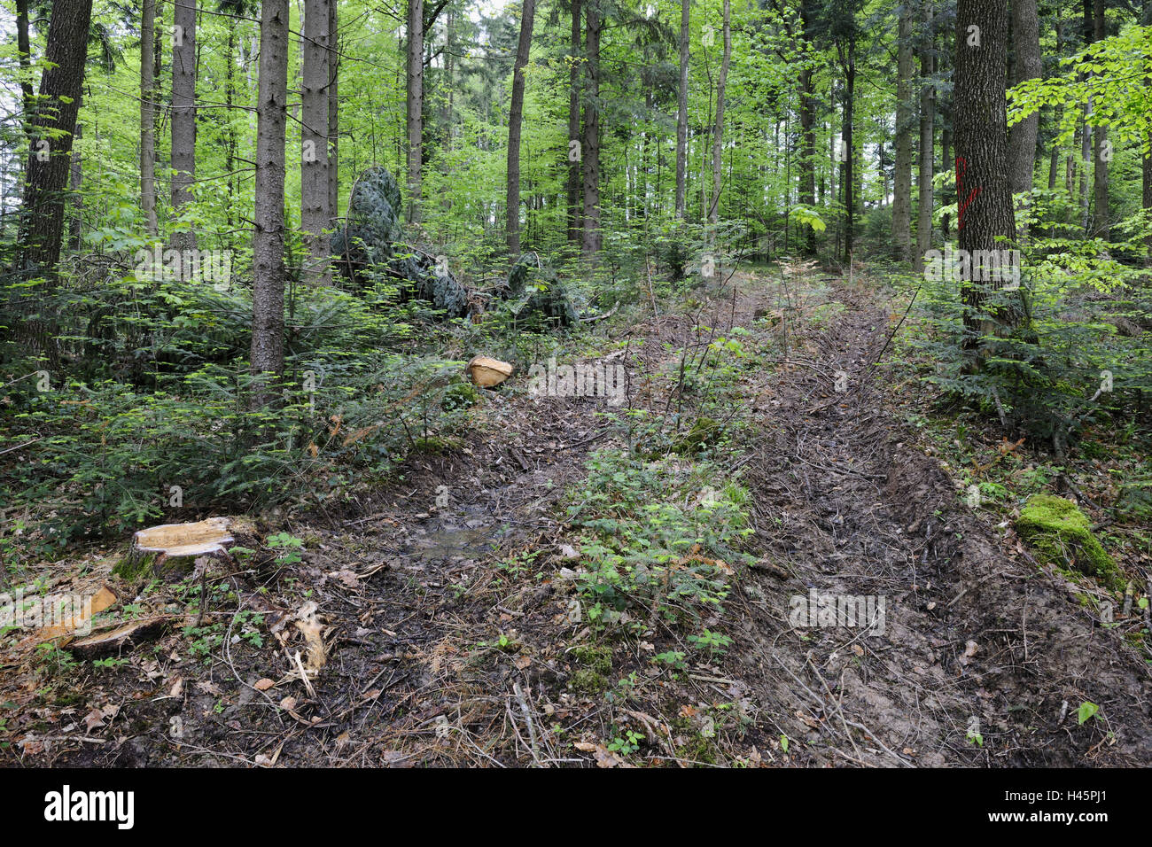 Lumbering hi-res stock photography and images - Alamy