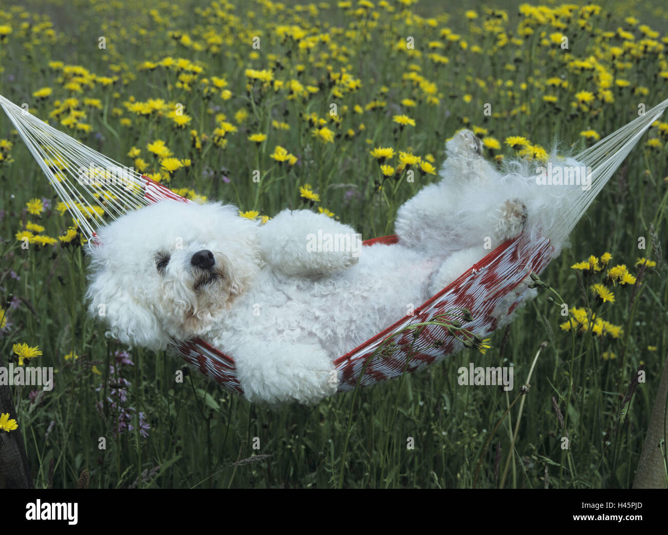 Humanization hi-res stock photography and images - Alamy