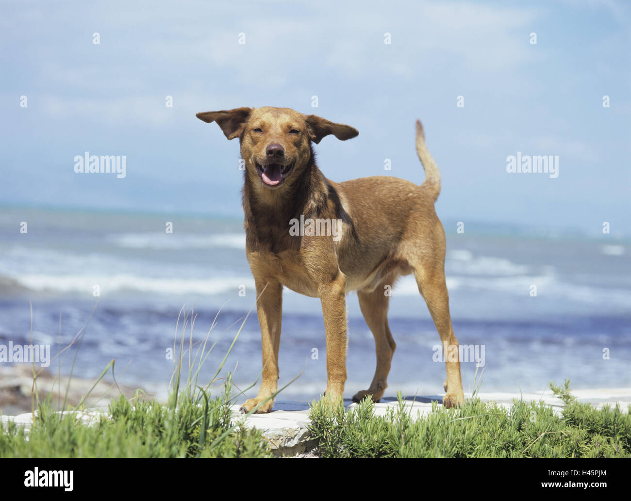 Beach, rock, half-breed dog, stand, Animal, mammal, dog, pet, house dog ...