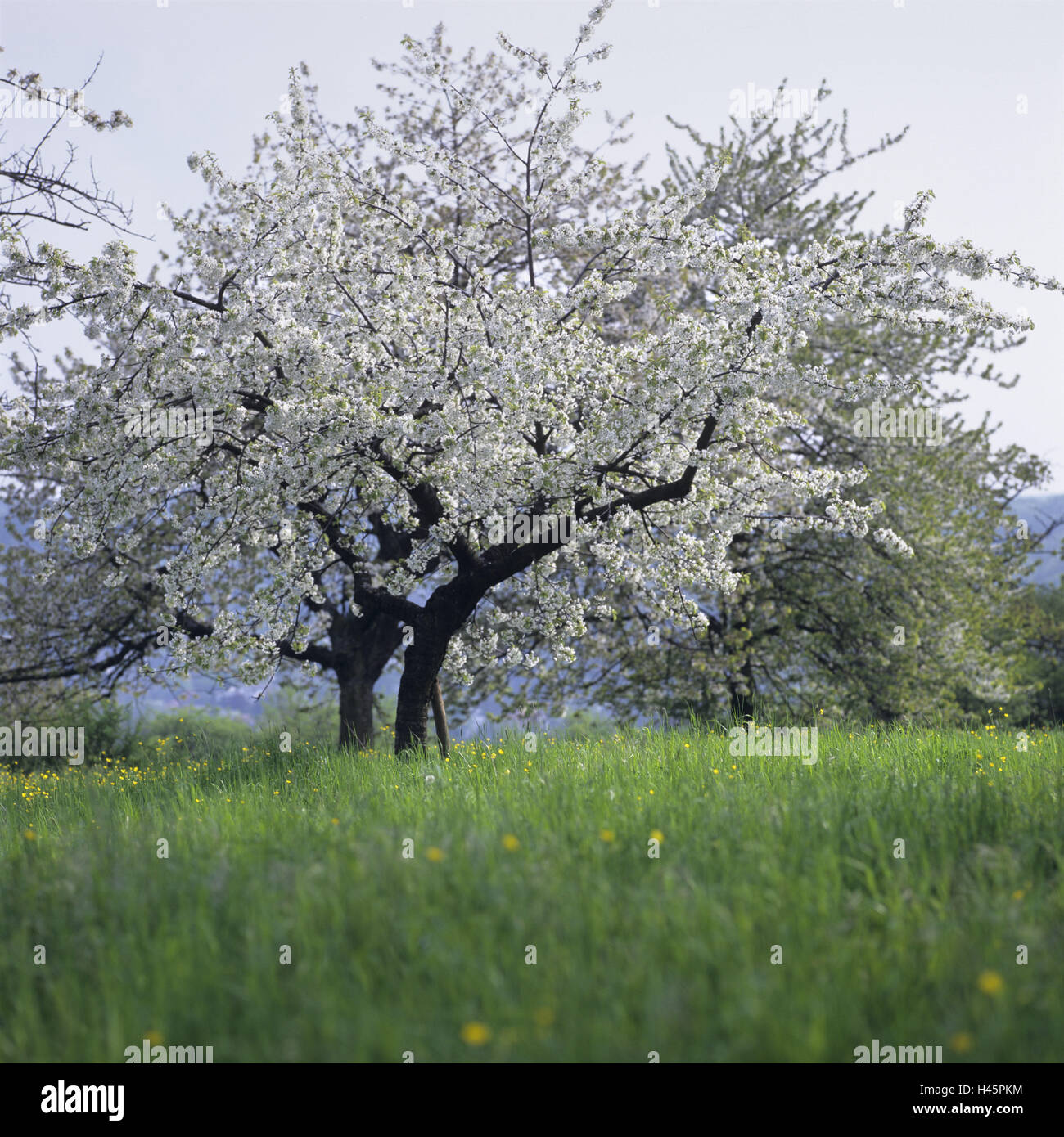 Cherry trees, spring Stock Photo - Alamy