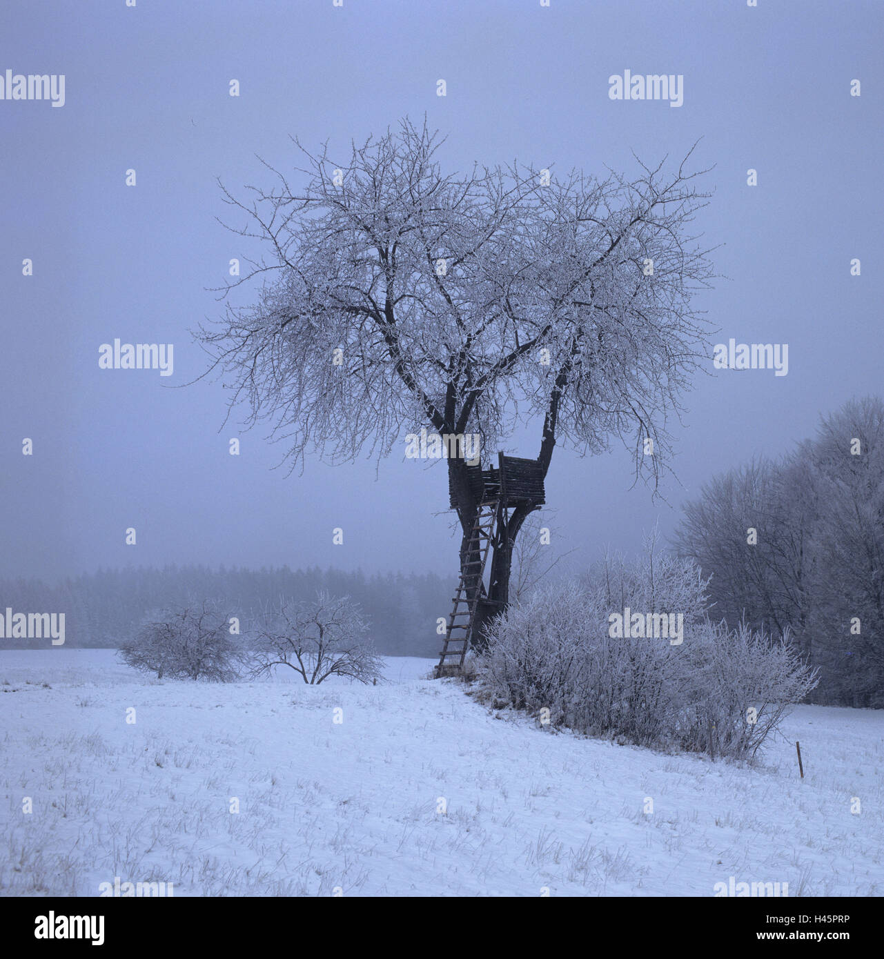 Winter scenery, tree, raised hide, snow-covered Stock Photo - Alamy