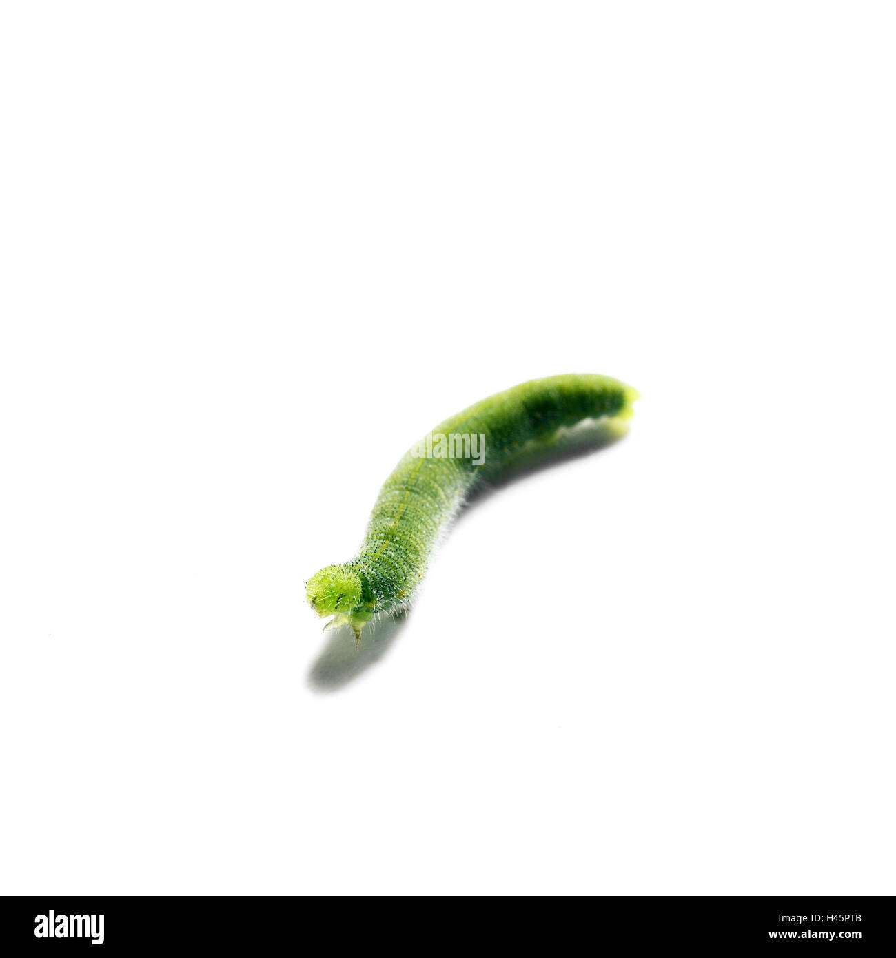 Caterpillar, green, cut outs, greedy, green, insect, metamorphosis ...