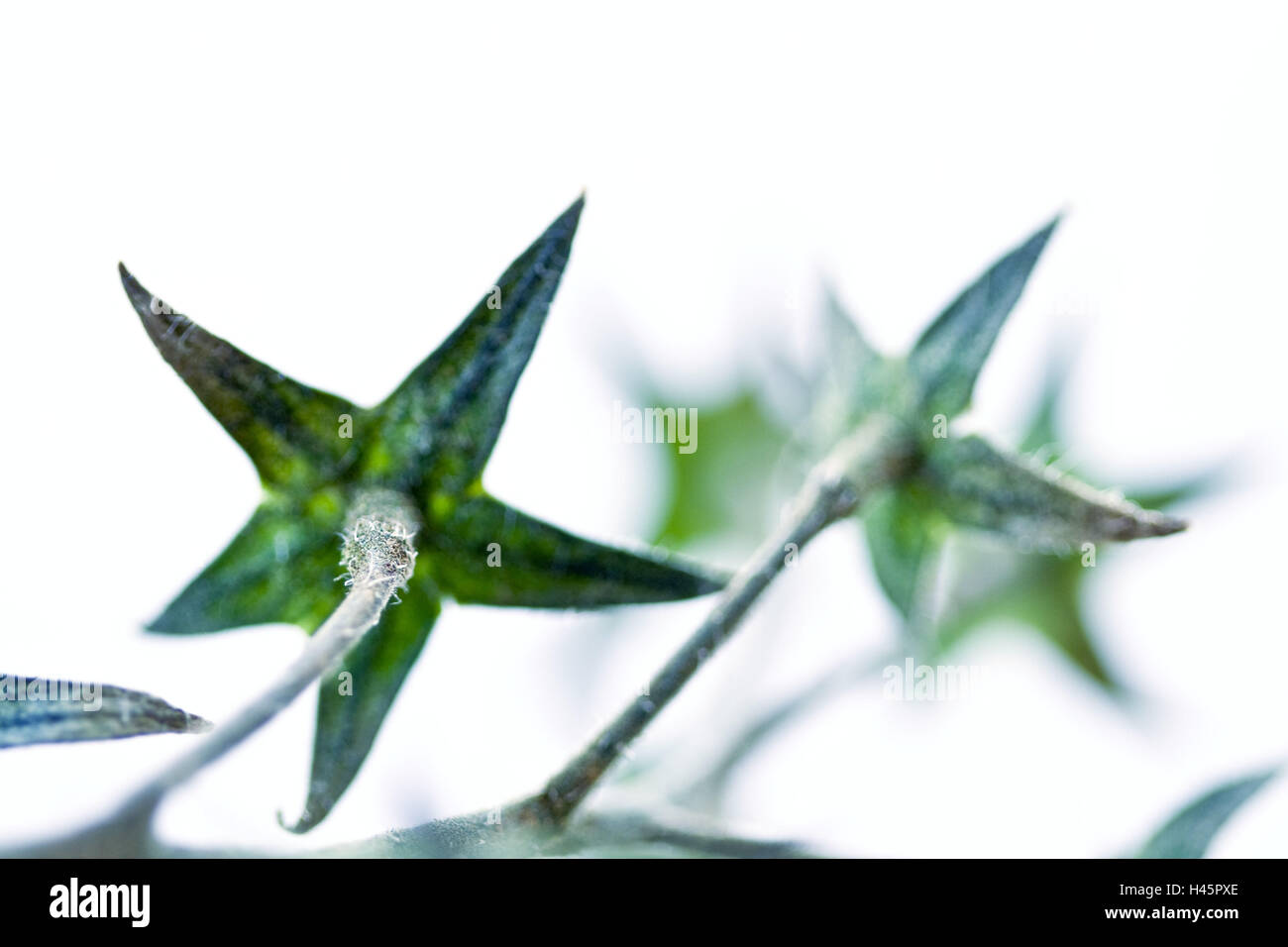 Vegetable stalk hi-res stock photography and images - Alamy