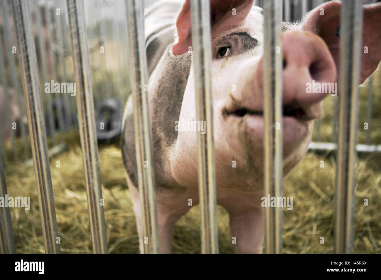 Pigsty hi-res stock photography and images - Alamy