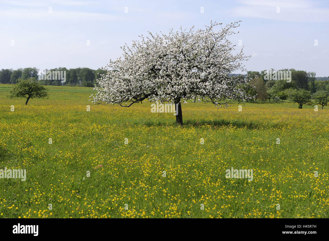 Field scenery, fruit-tree, spring Stock Photo - Alamy