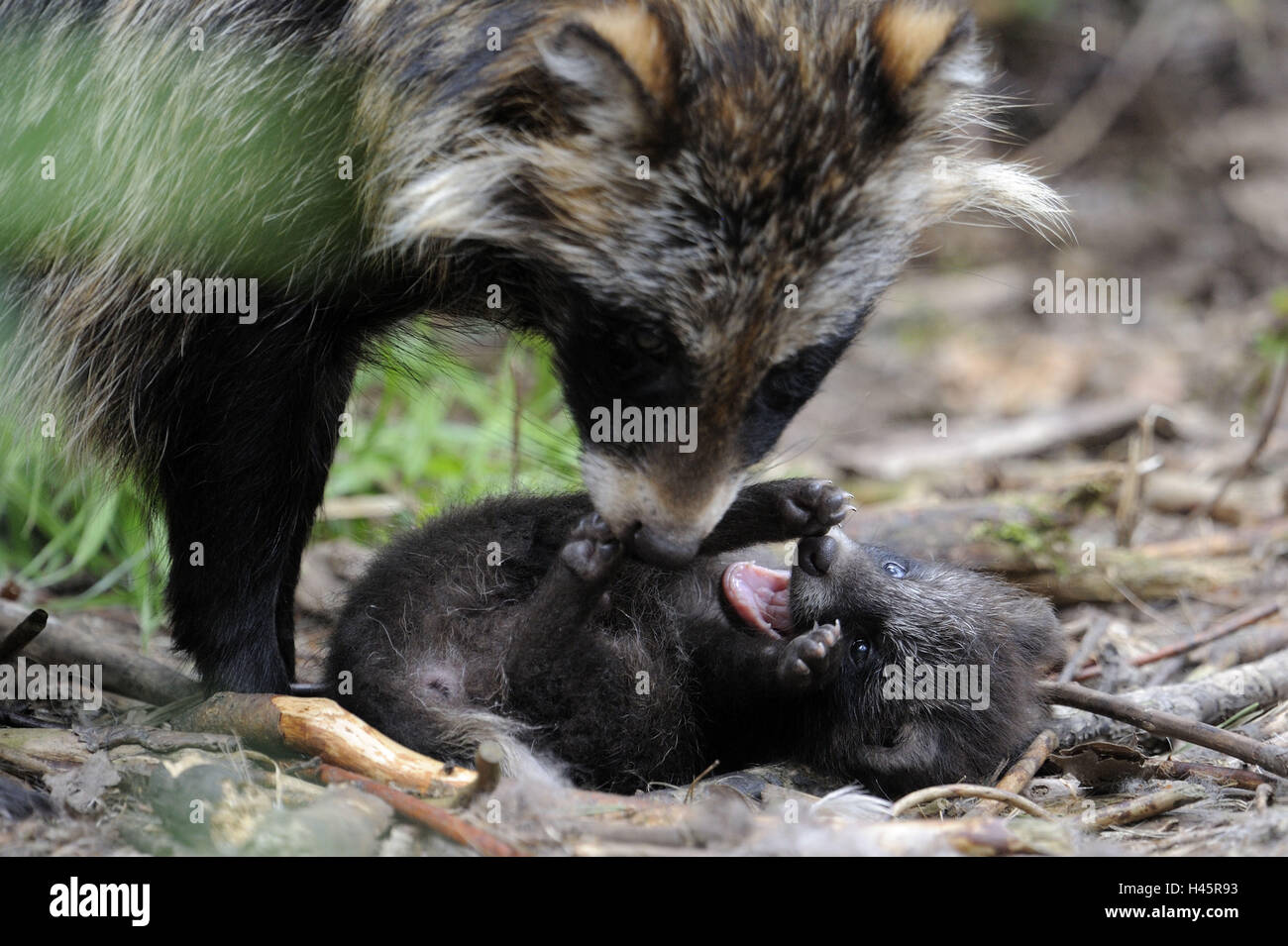 Marten's dogs, Nyctereutes procyonoides, mother animal, puppy Stock ...