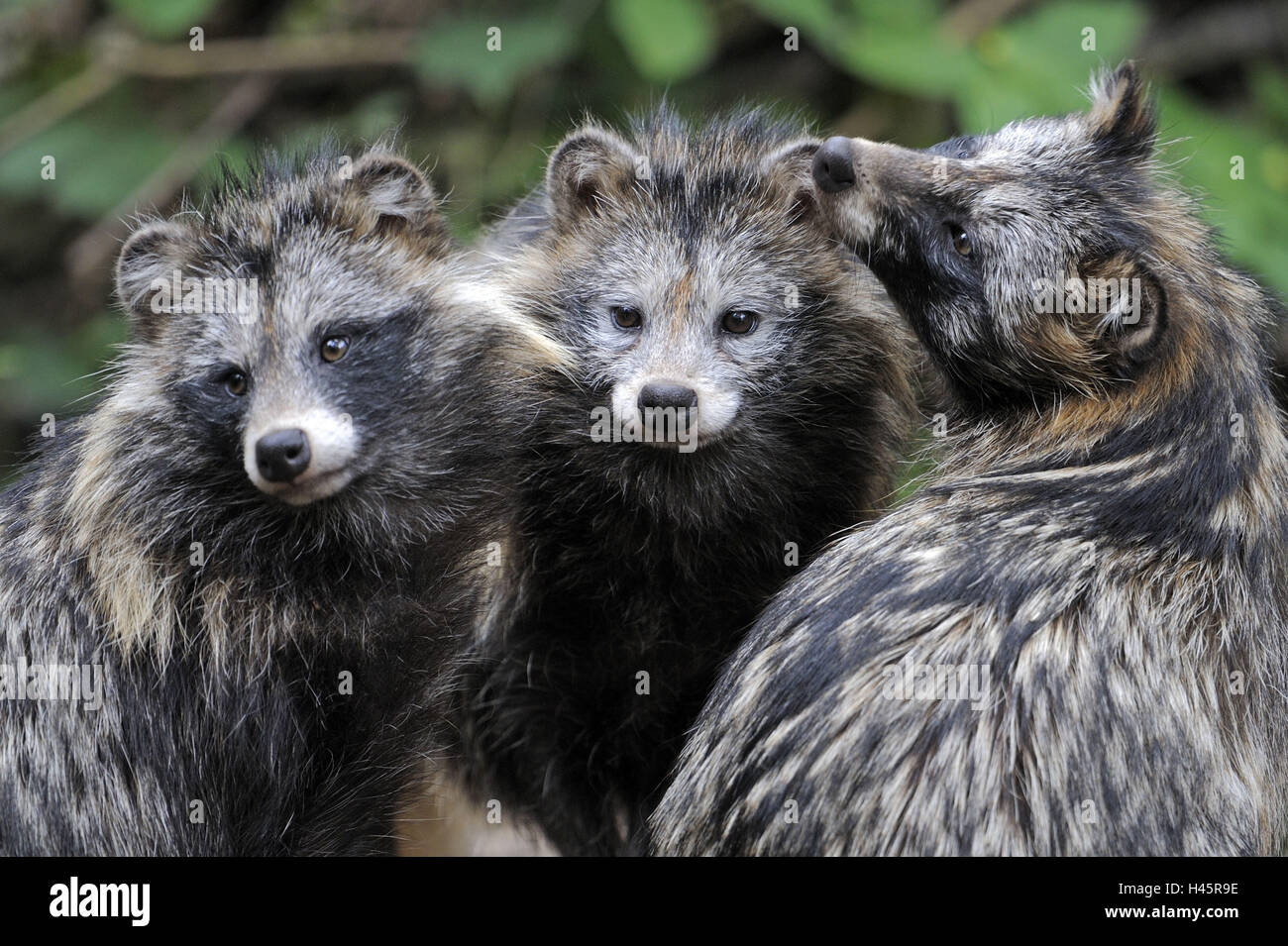 Marten's dogs, Nyctereutes procyonoides, three Stock Photo - Alamy